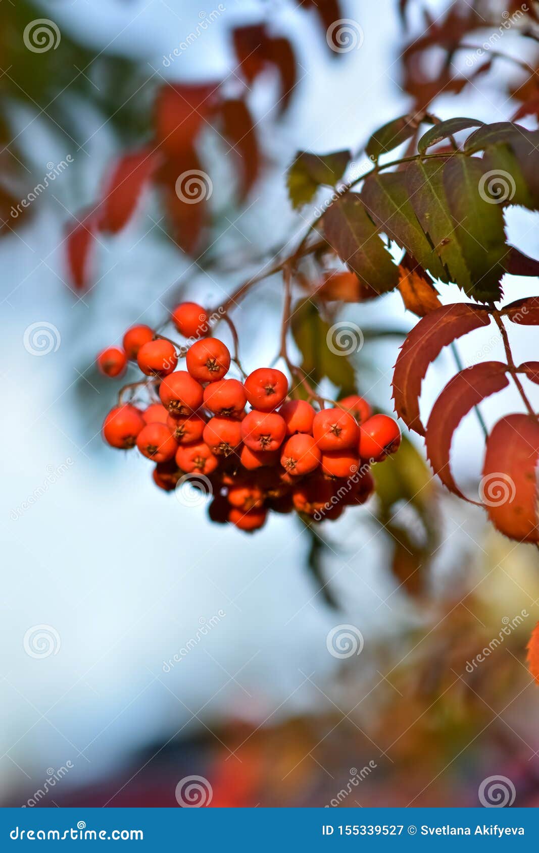 Rowan on a Branch. Rowan Berries on Rowan Tree. Sorbus Aucuparia Stock ...