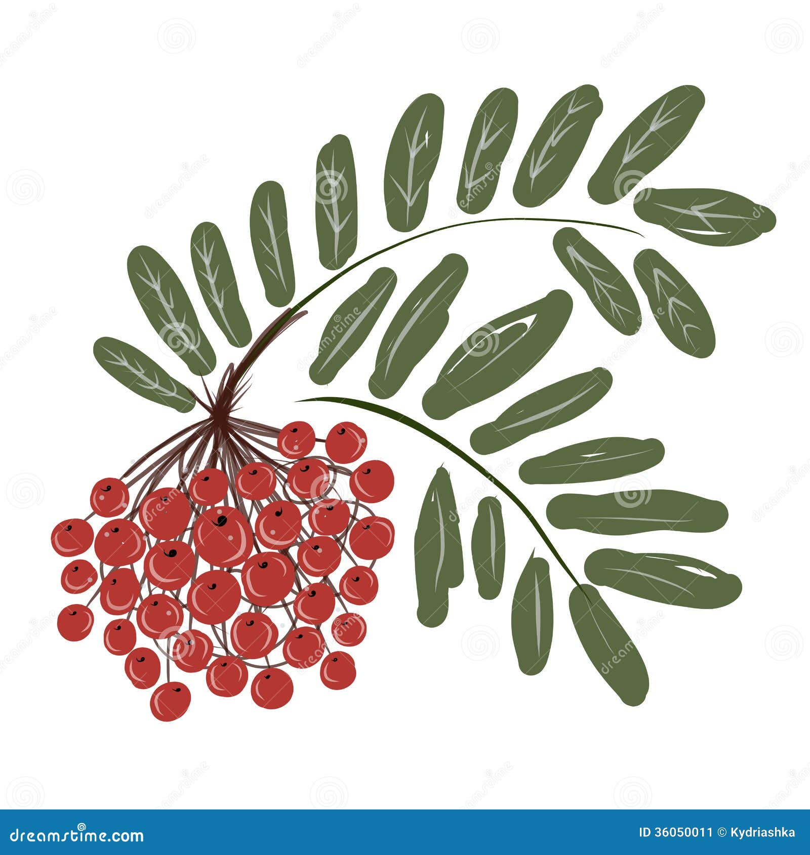 Rowan Branch with Berries for Your Design Stock Vector - Illustration ...