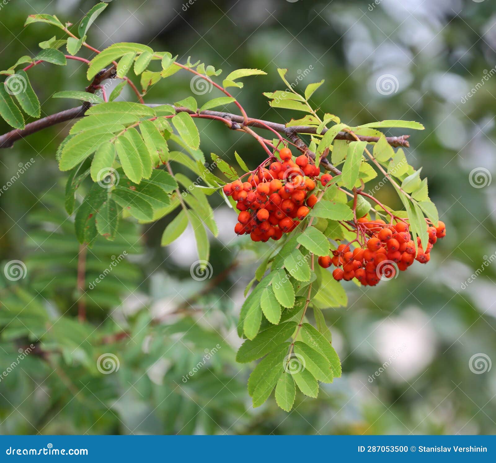 Rowan Branch with a Bunch of Berries Stock Photo - Image of bunch ...