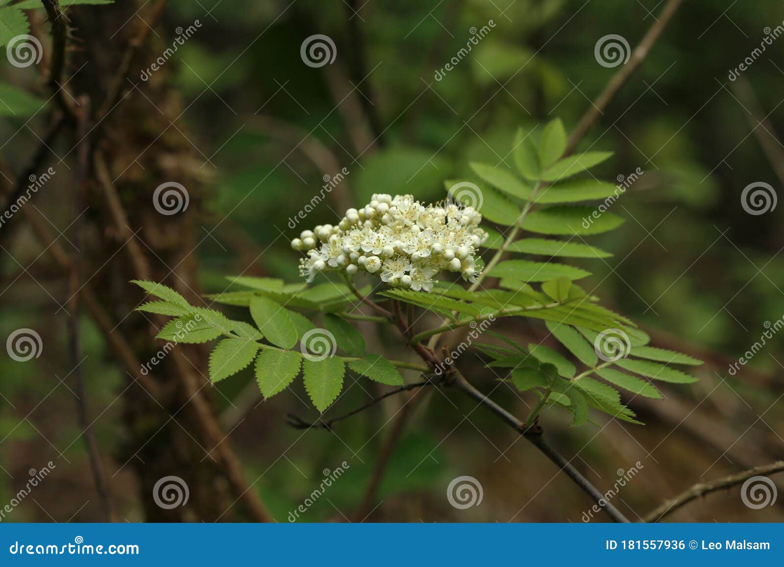 Rowan Branch with Inflorescence on a Green Background Stock Photo ...