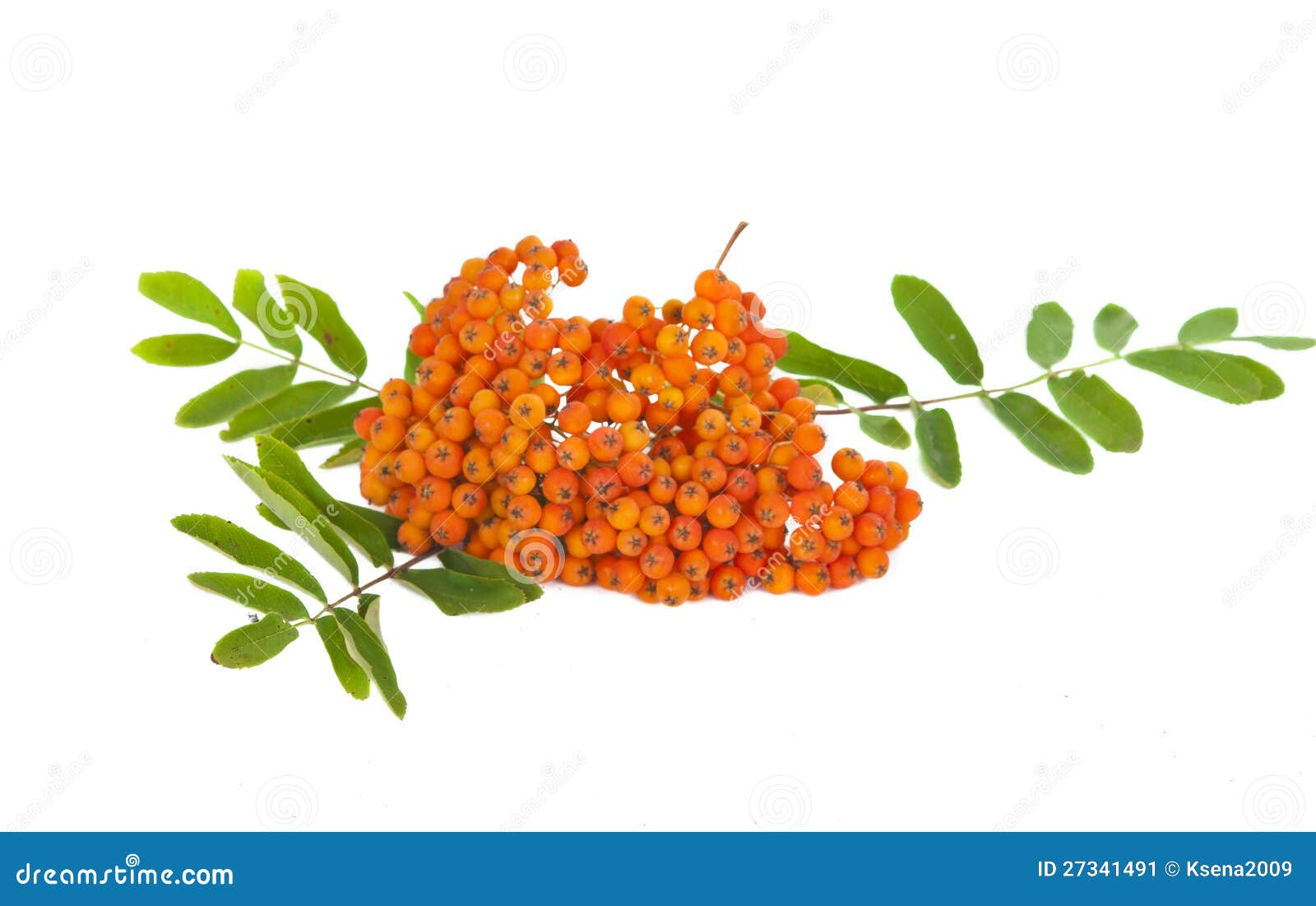 Rowan branch isolated stock image. Image of background - 27341491