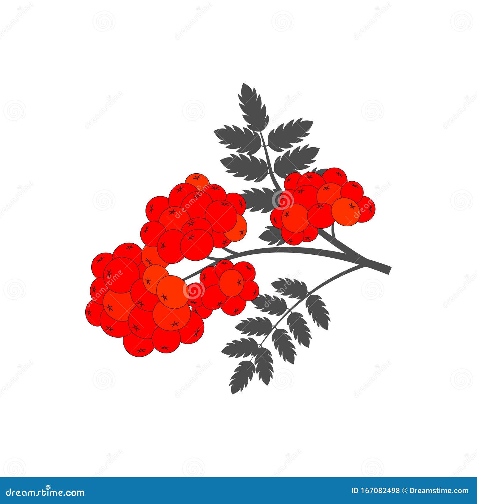 Rowan Branch with Leaf and Berries Vector Illustration Isolated on ...