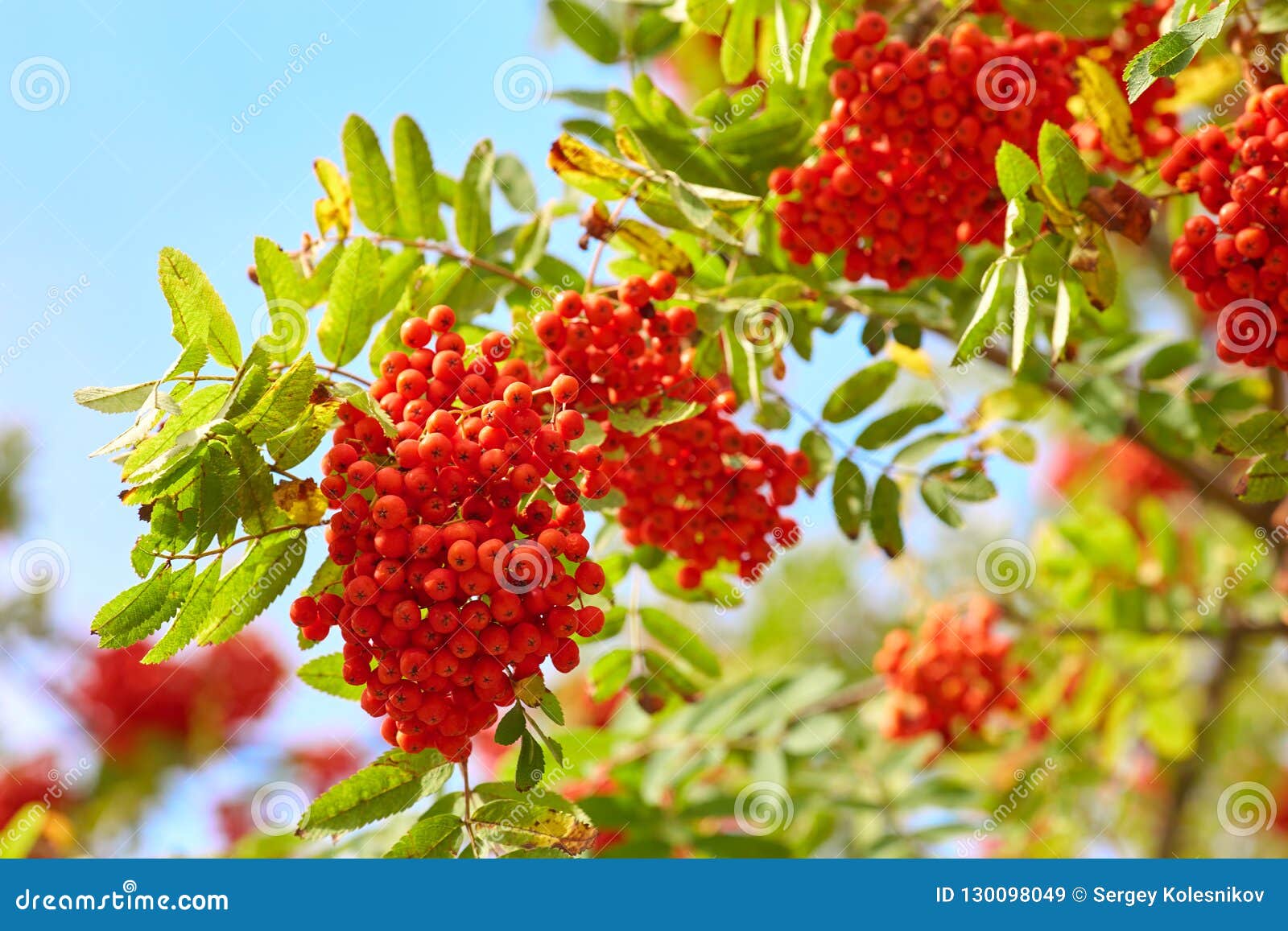 Rowan on a Branch. Red Rowan Berries Stock Image - Image of fresh ...