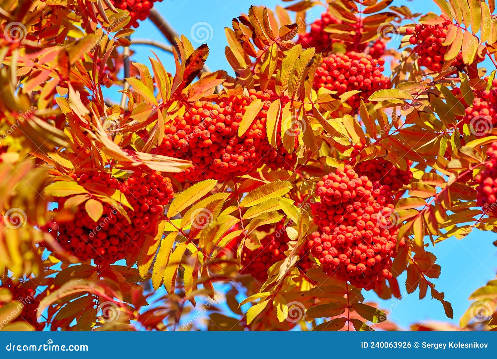Rowan on a Branch. Red Rowan Berries on Rowan Tree Stock Photo - Image ...