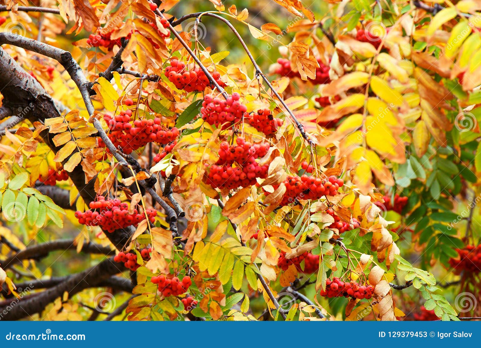 Rowan on a Branch. Red Rowan. Rowan Berries on Tree. Stock Image ...