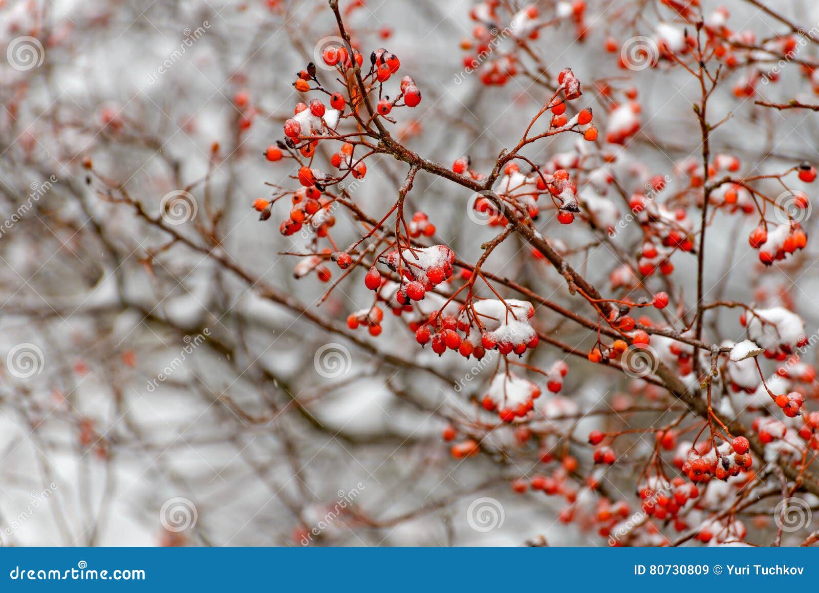 Rowan branch in the snow stock image. Image of tree, winter - 80730809