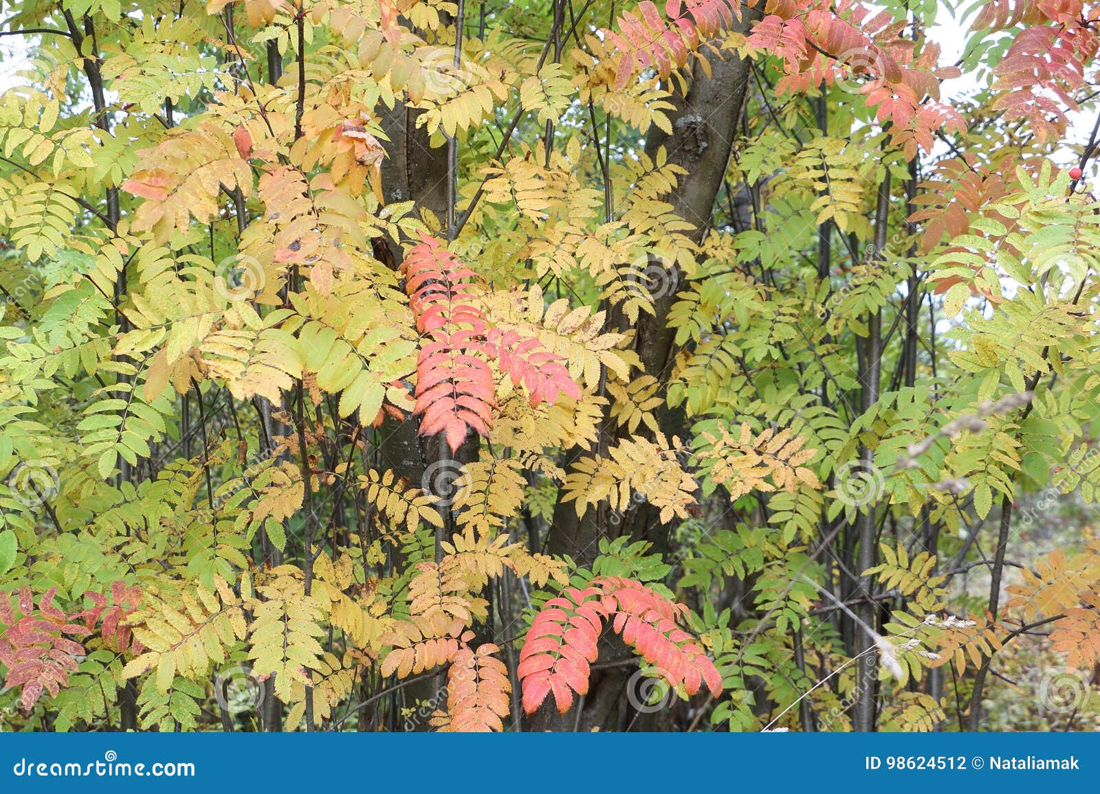 Rowan Branches in the Autumn Forest Stock Photo - Image of yellow ...