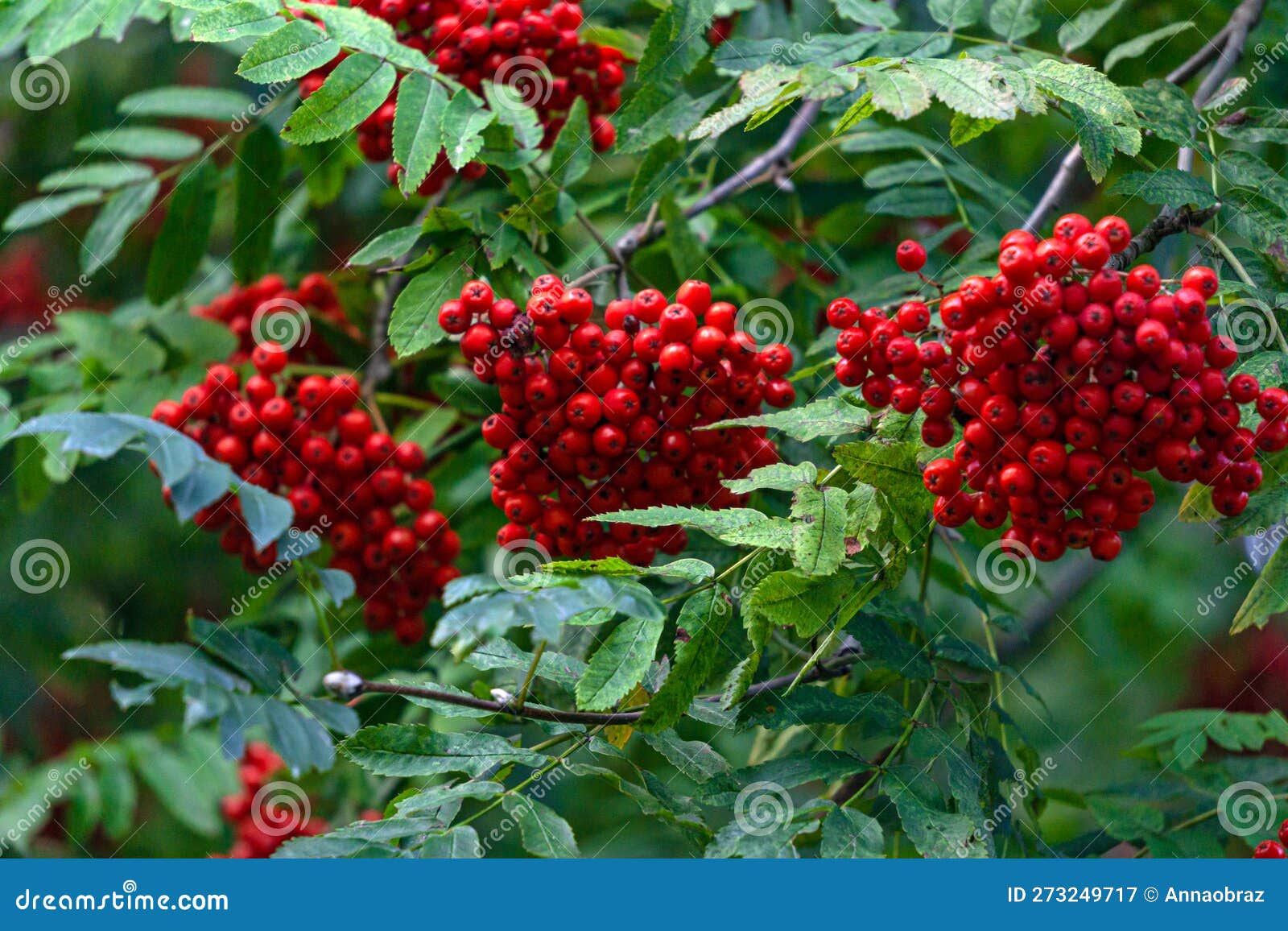 Rowan Branches with Clusters of Red Ripe Berries on a Background of ...