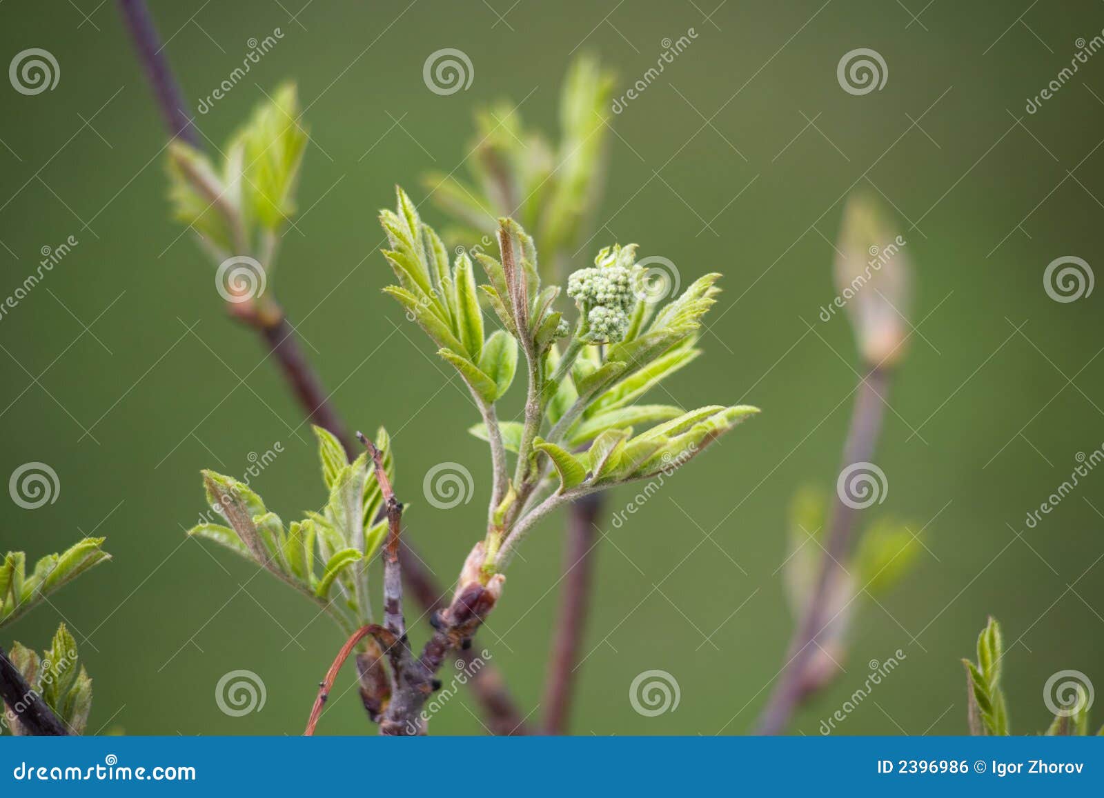 Rowan Buds Picture. Image: 2396986