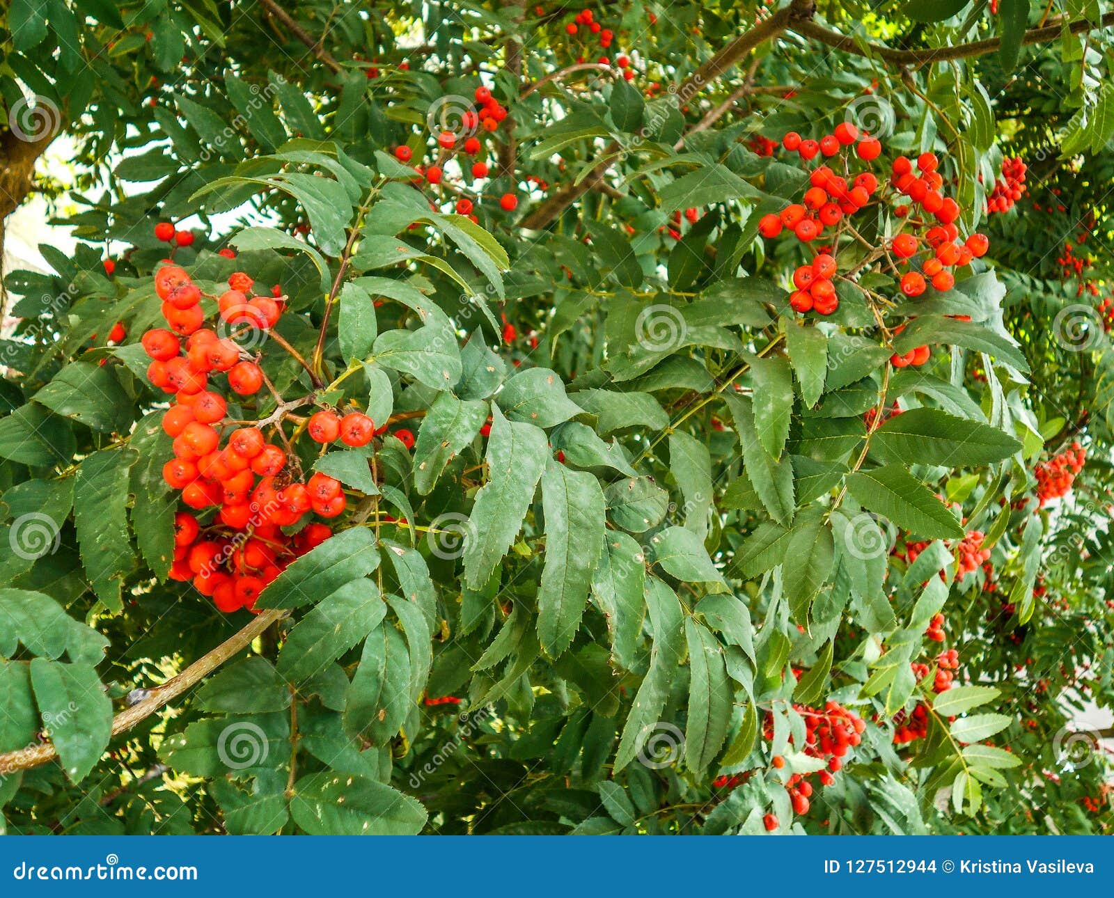 Rowan in the City Garden on a Branch. Rowan Red in the Fall Stock Photo ...