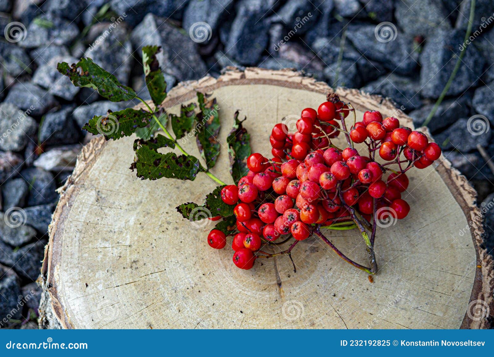 A Rowan Branch on a Stump stock image. Image of fruit - 232192825