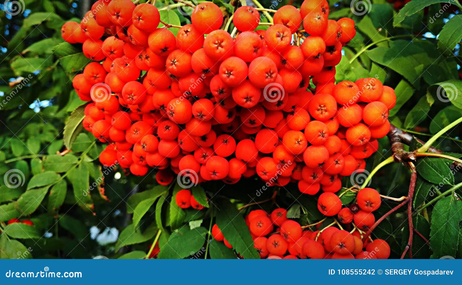 Rowan stock photo. Image of rowanberry, colors, autumn - 108555242