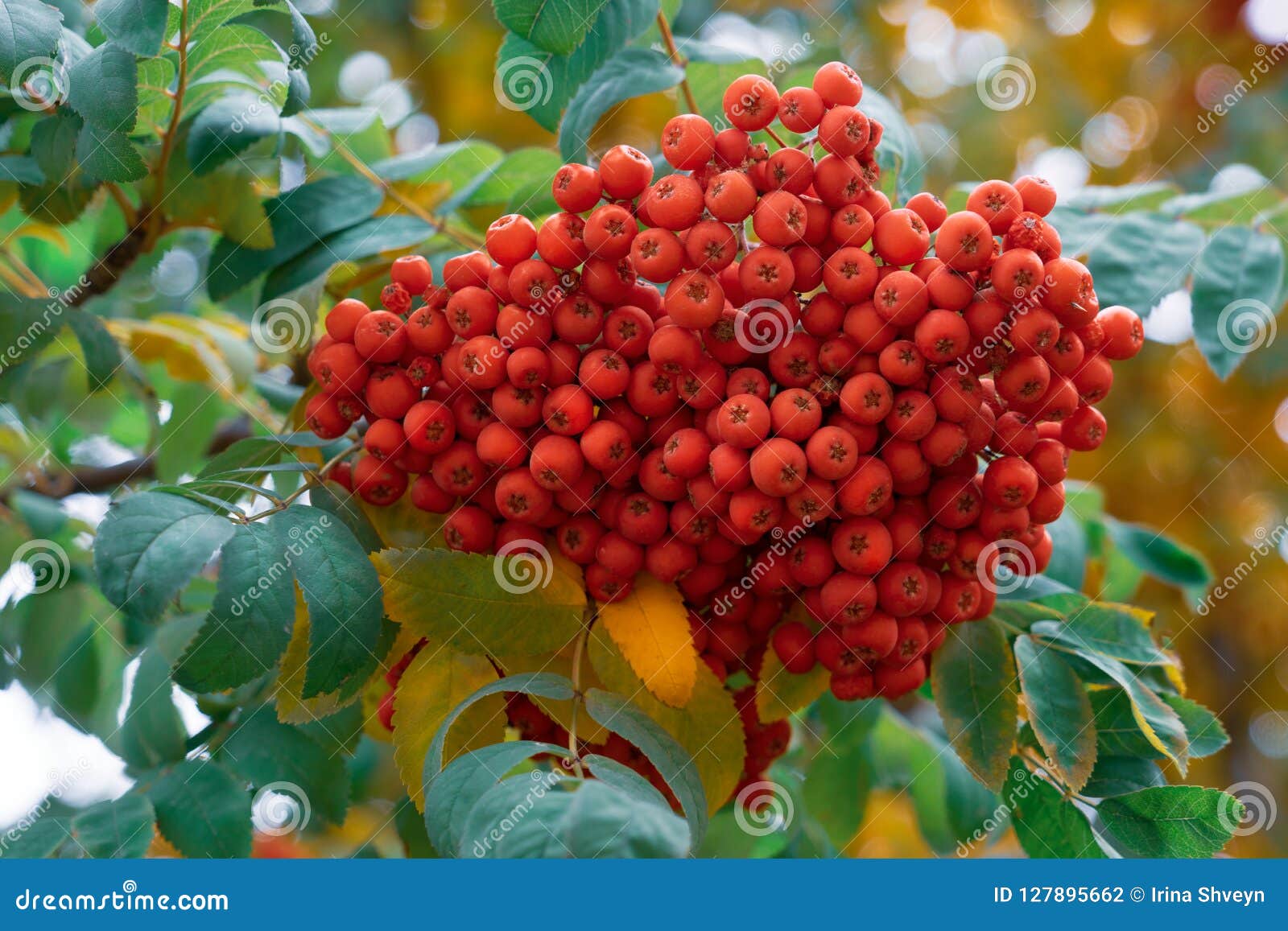 Rowan in early autumn. stock photo. Image of plant, season - 127895662