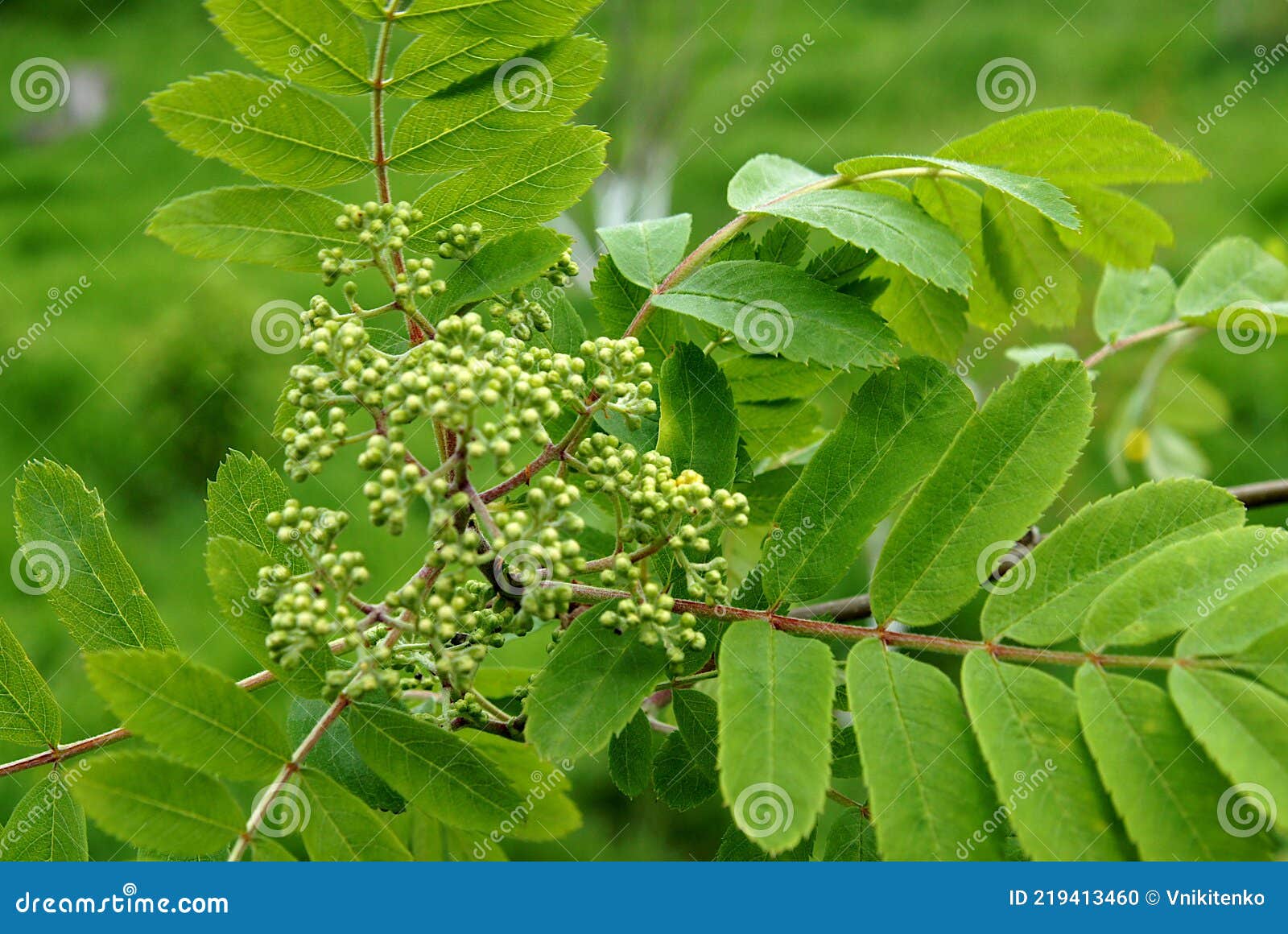 Rowan flower buds stock photo. Image of nature, macro - 219413460