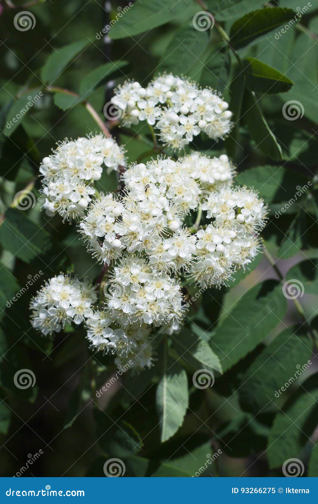 Rowan Flowering. Spring Flowering Tree Stock Image - Image of garden ...