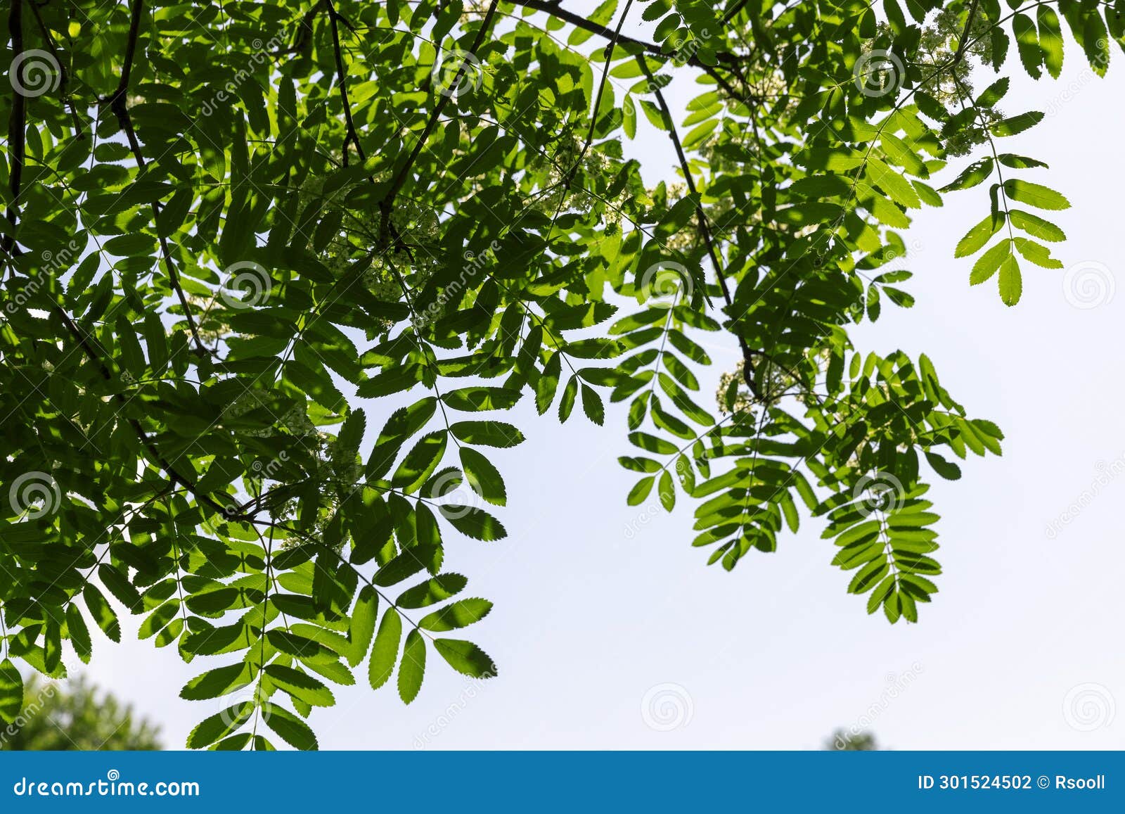 Rowan Flowers during Flowering in Spring Park Stock Photo - Image of ...