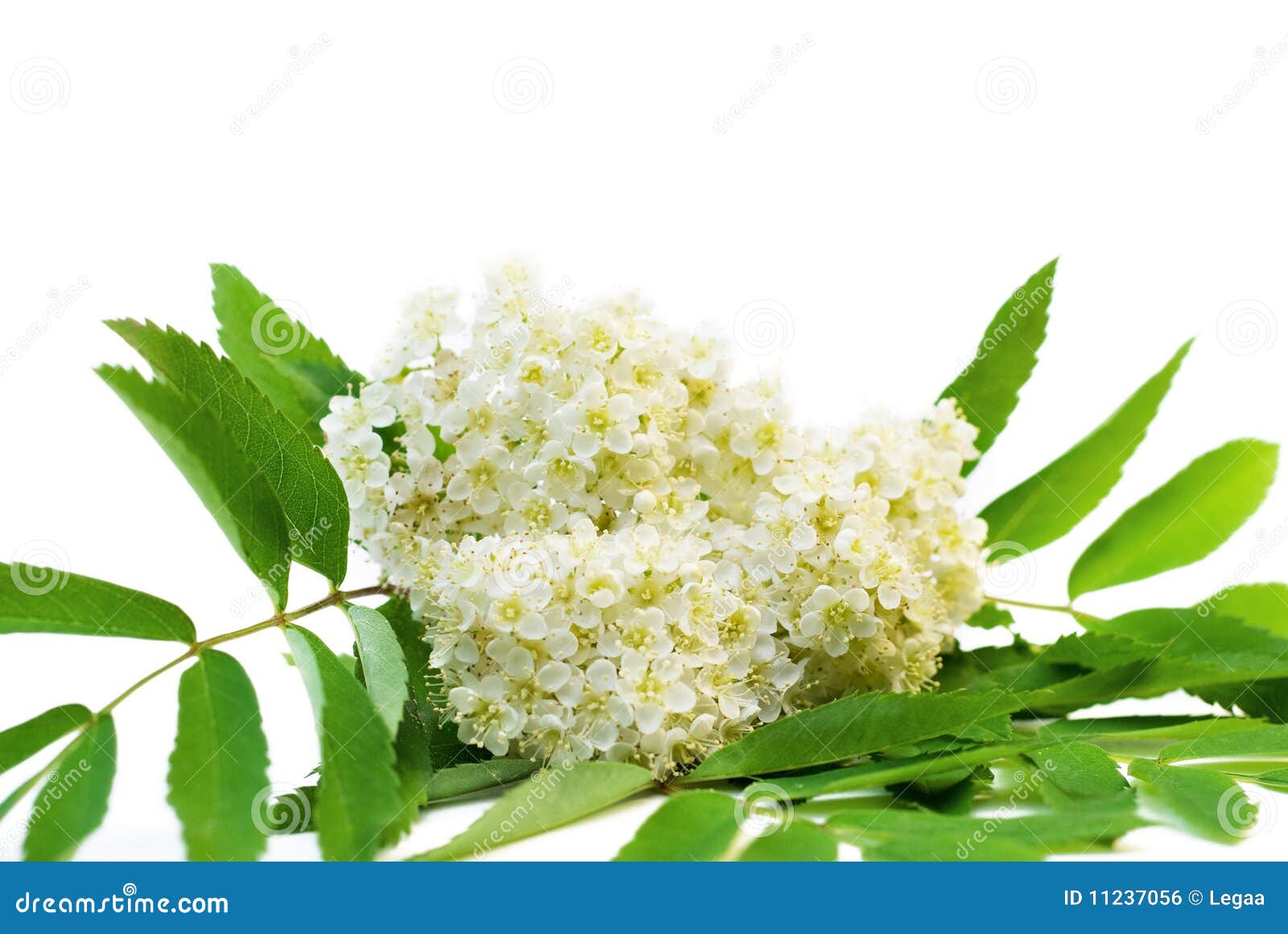 Rowan Flowers On Isolated White Background Stock Photo - Image of drop ...