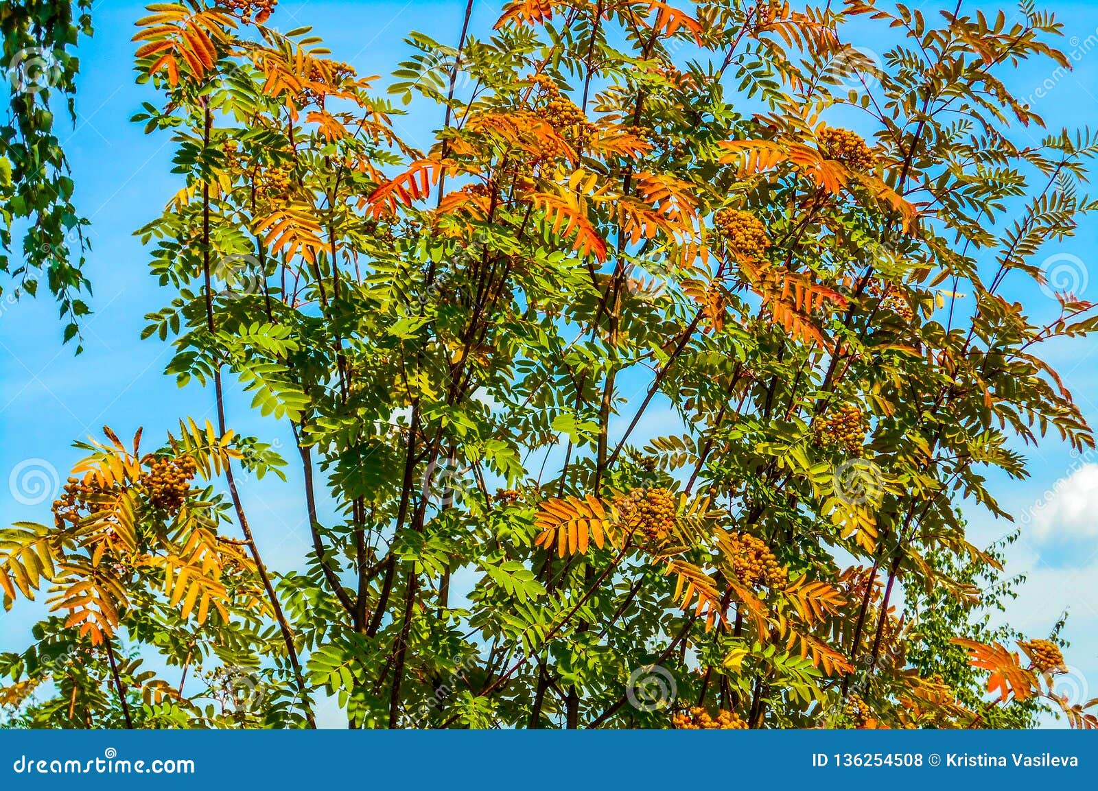 Rowan in the Forest. Rowan Red in the Fall Stock Photo - Image of bush ...
