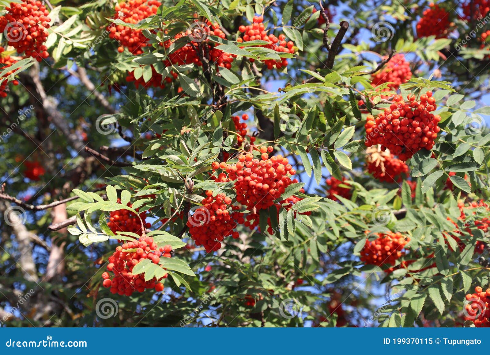 Rowan fruit stock image. Image of sorbus, swedish, nature - 199370115