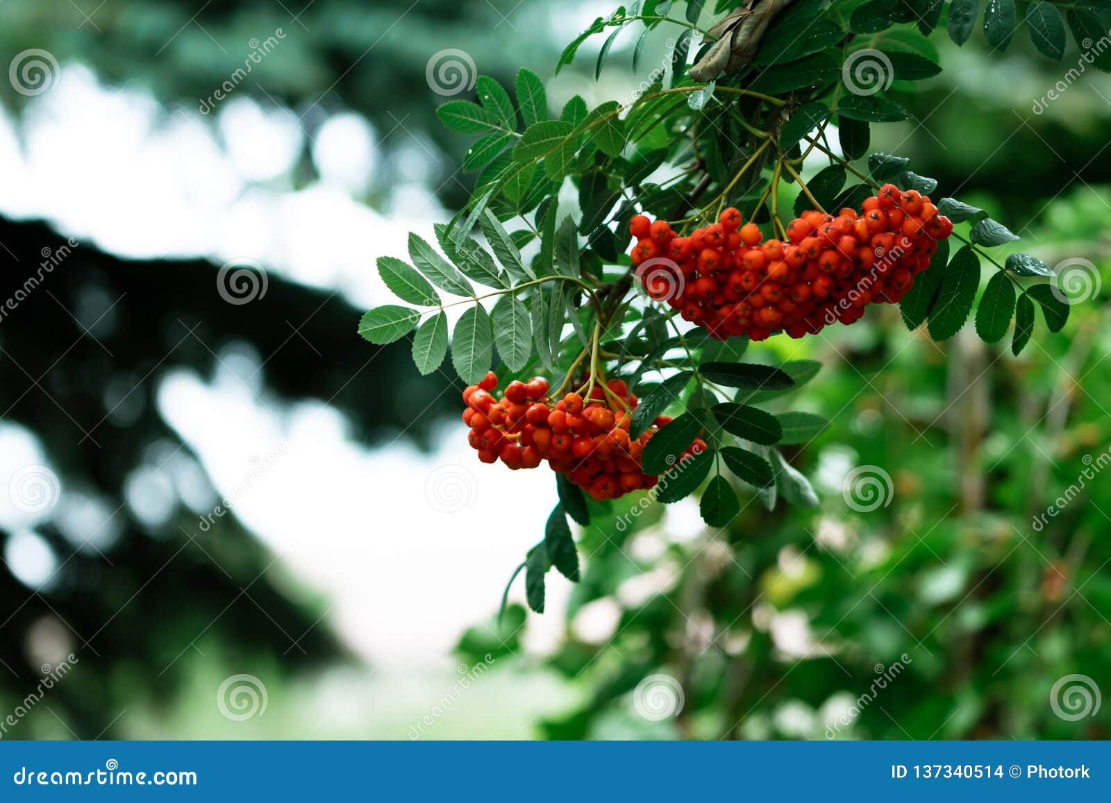 Rowan green tree stock photo. Image of cluster, closeup - 137340514