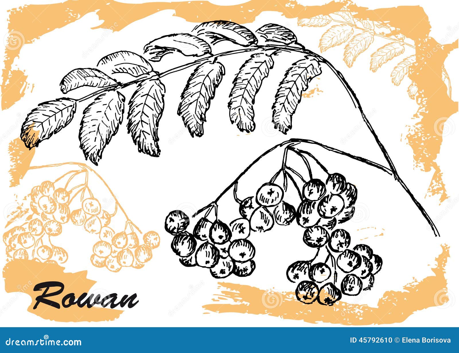 Rowan Hand Drawn Illustration. Botanical Vector Sketch. Doodle Flower ...