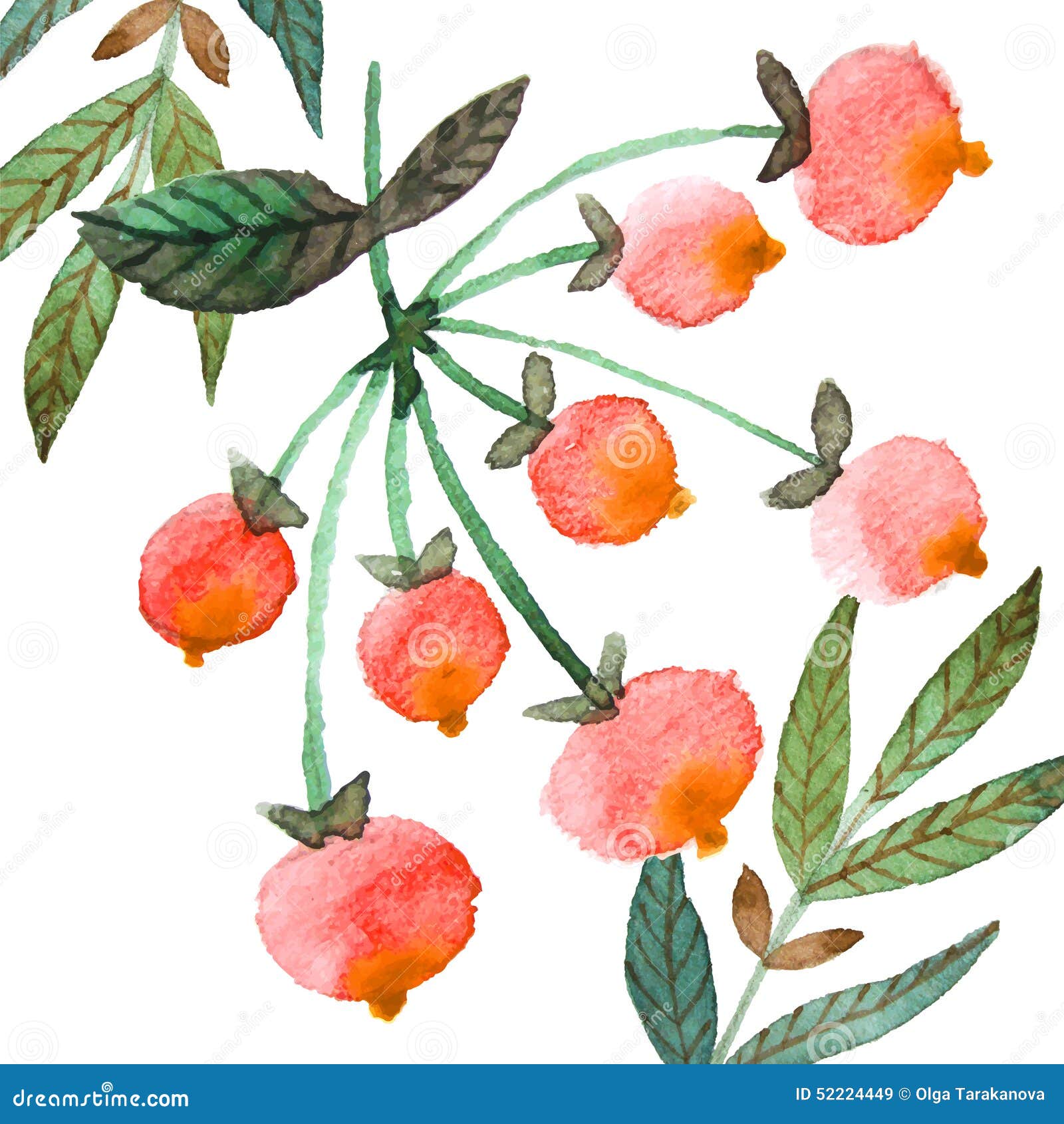 Rowan stock vector. Illustration of berry, drawing, herbal - 52224449