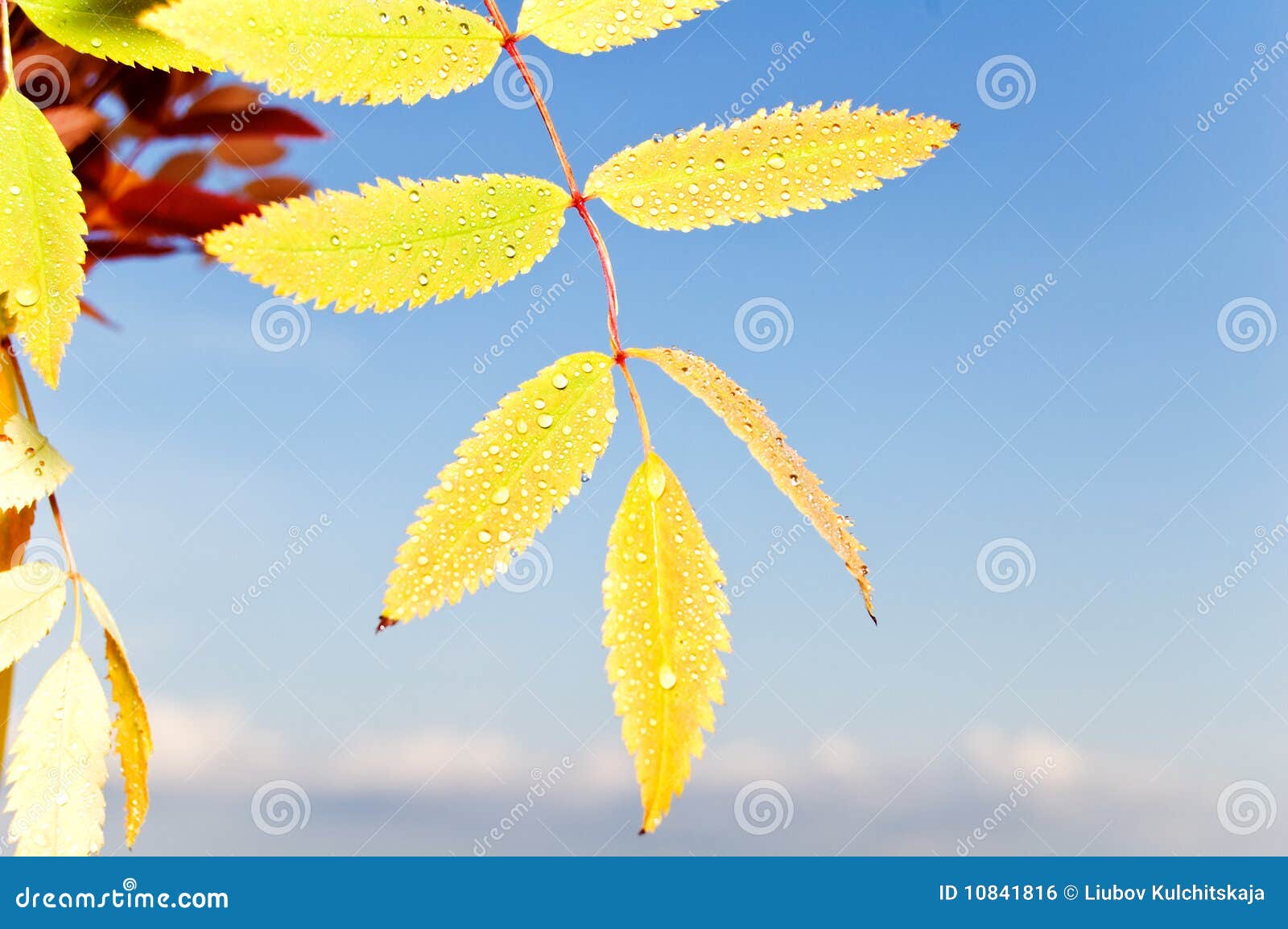 Rowan leaf. stock photo. Image of evolution, foliage - 10841816