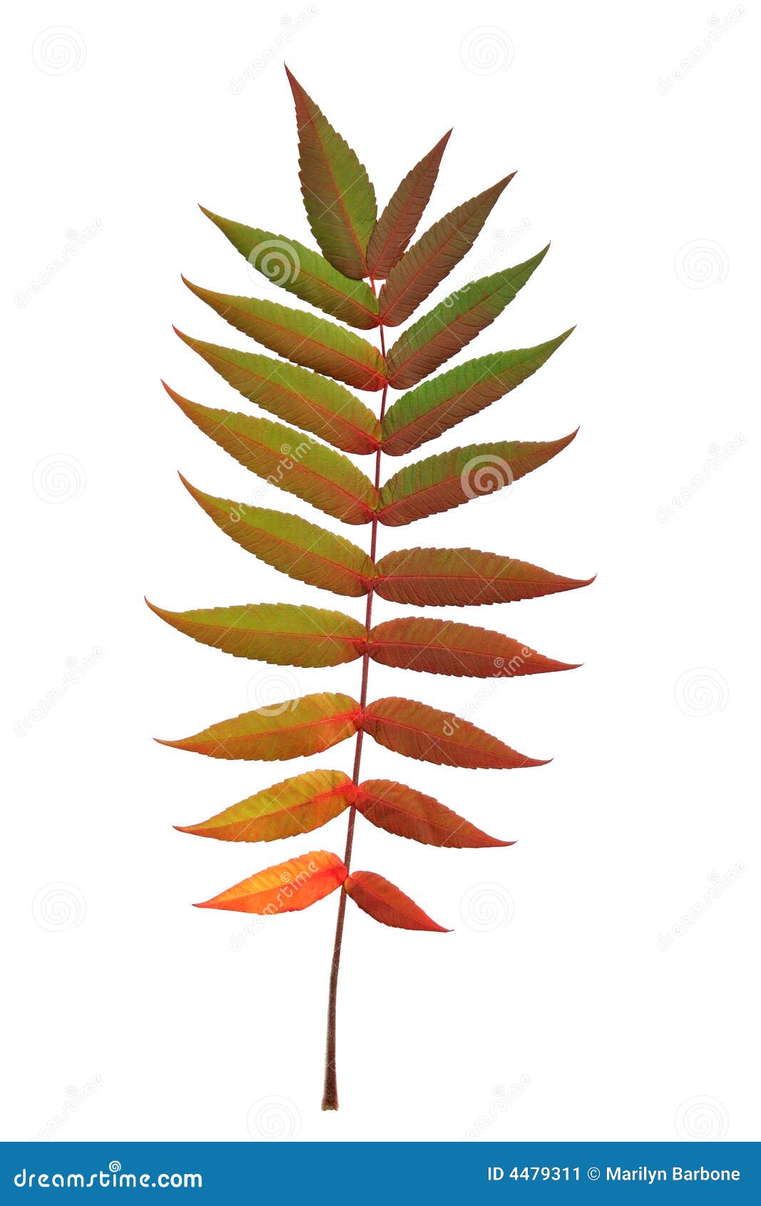 Rowan Leaf in Autumn stock image. Image of detail, autumnal - 4479311