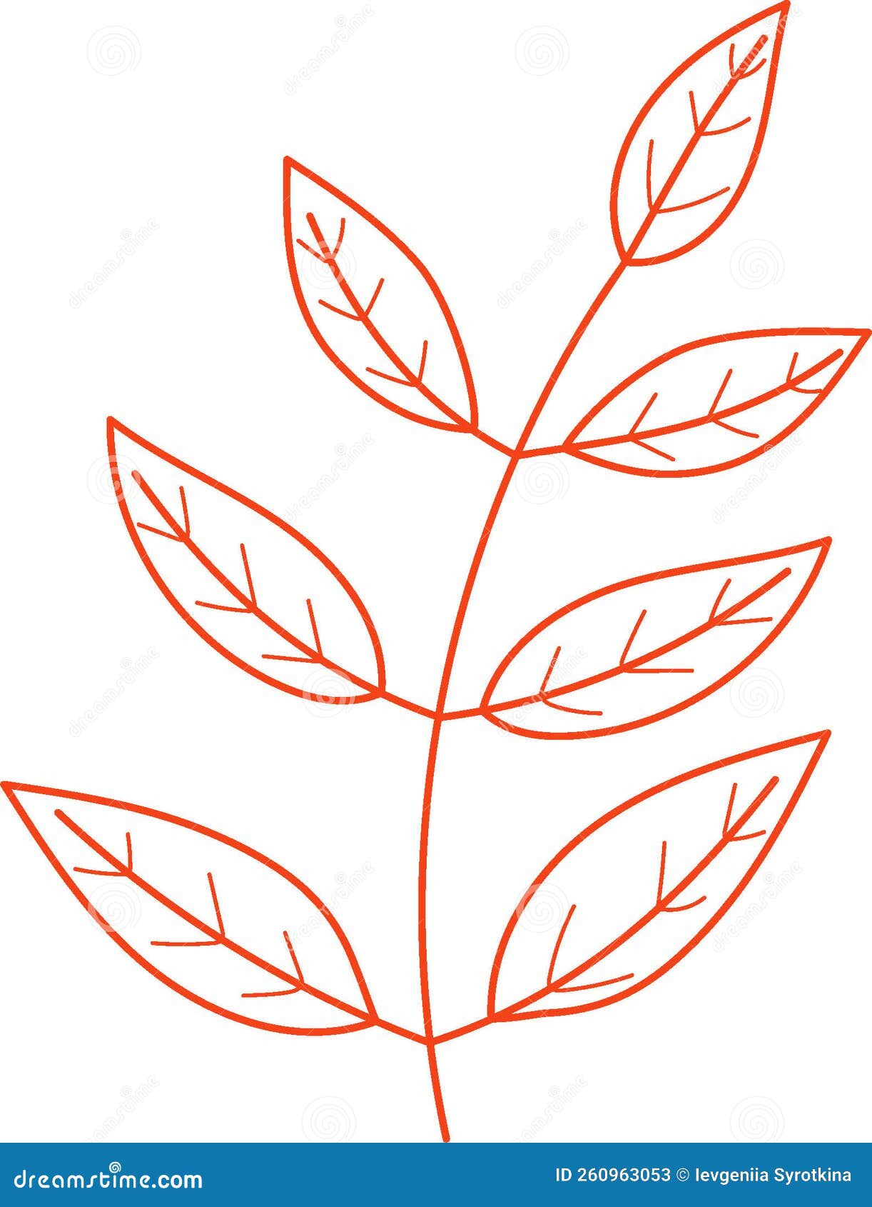 Rowan Leaf. Outline Illustration of Rowan Leaf Stock Illustration ...