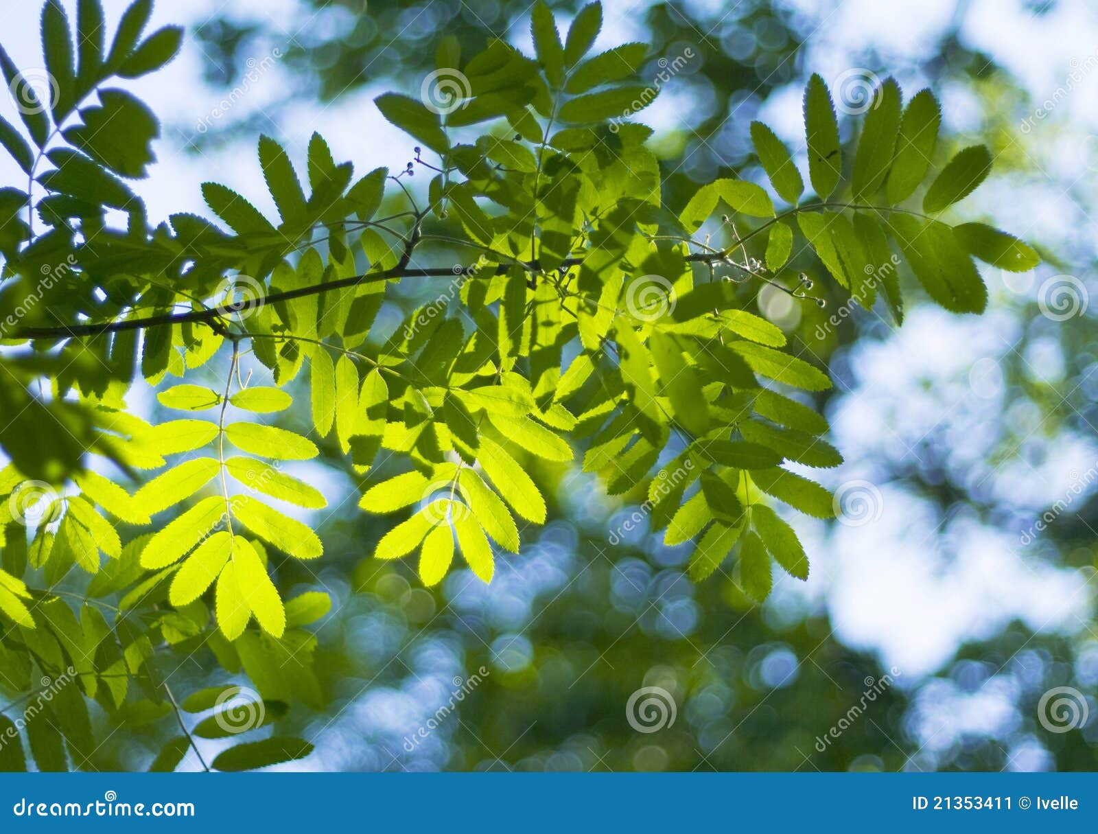 Rowan leaves stock image. Image of sunlight, color, summer - 21353411
