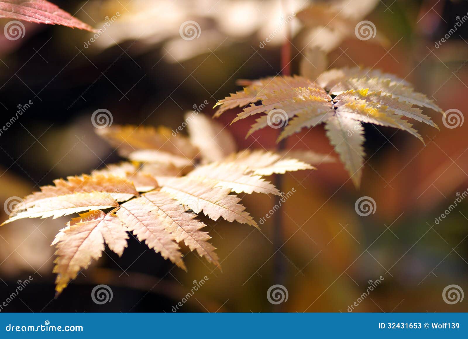 Rowan leaves in autumn stock image. Image of branch, gold - 32431653