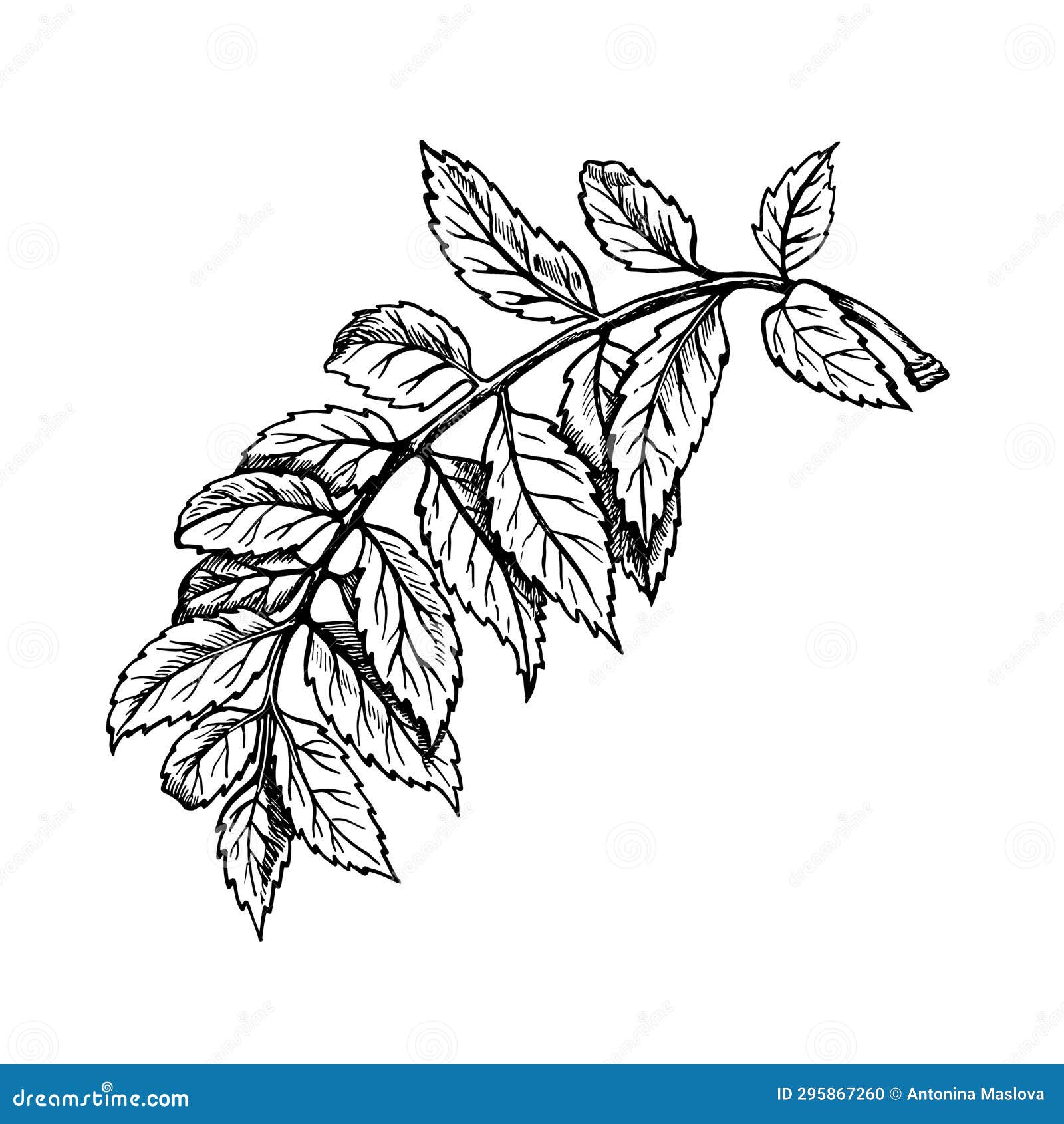 Rowan Leaves. Black and White Vector Graphics. Isolated on a White ...