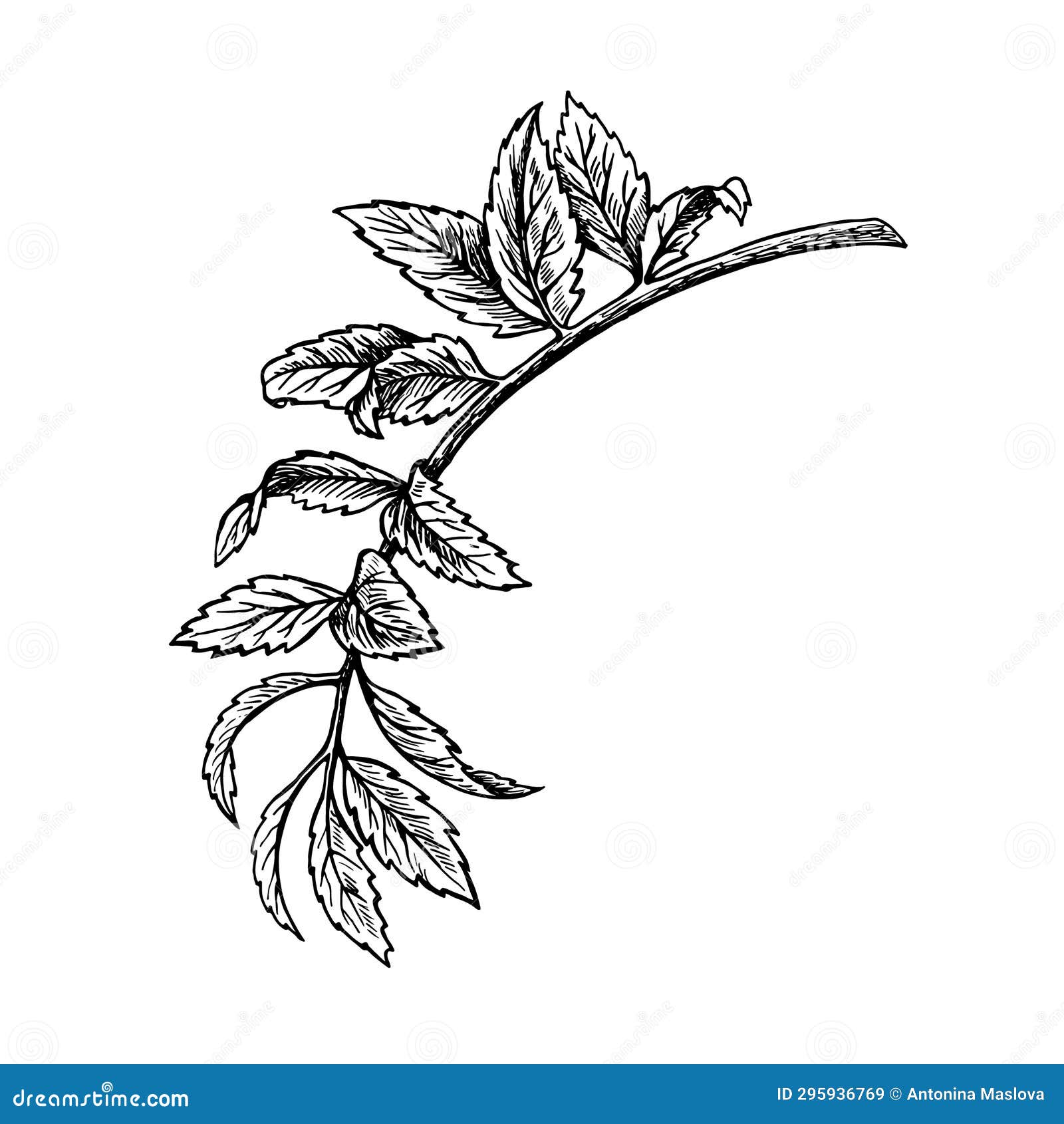 Rowan Leaves. Black and White Vector Graphics. Isolated on a White ...