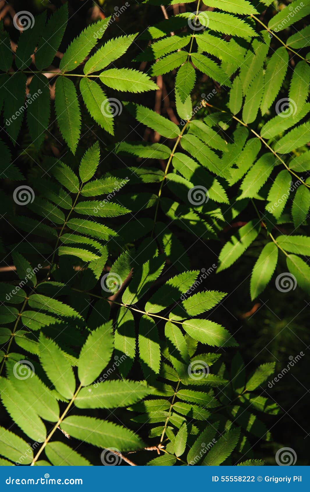 Rowan leaves stock photo. Image of fresh, plant, organization - 55558222