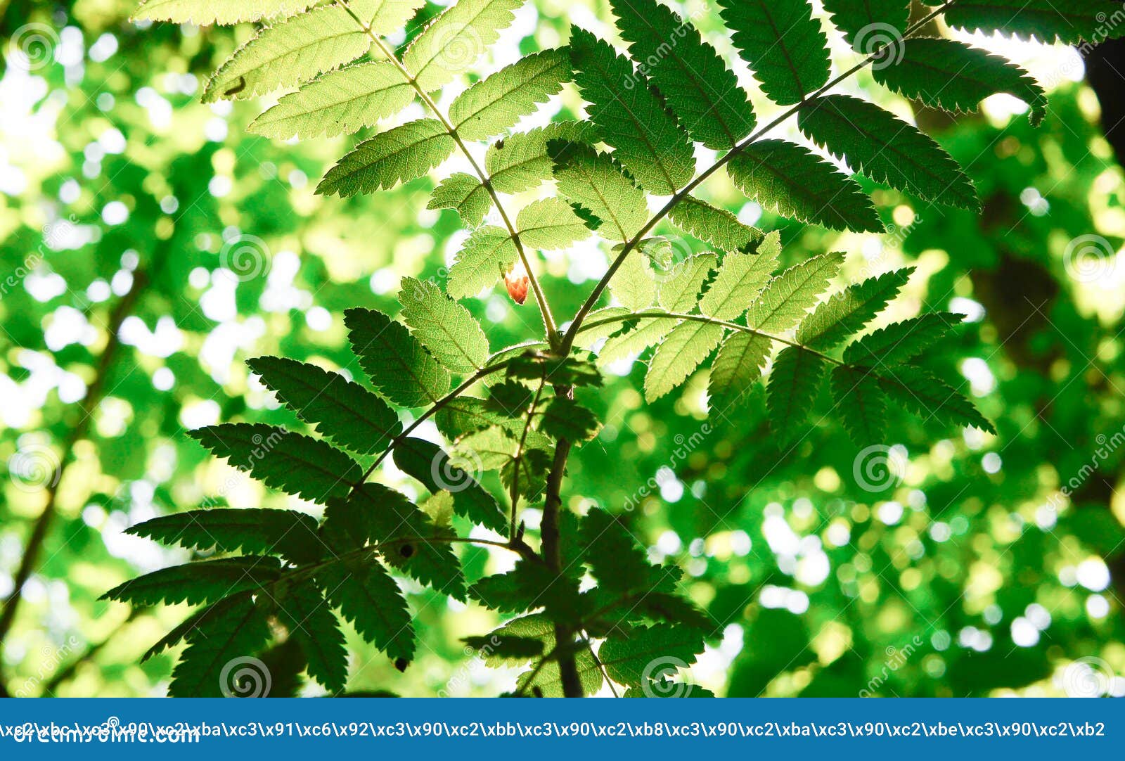 Rowan leaves stock image. Image of season, nature, sunshine - 216004763