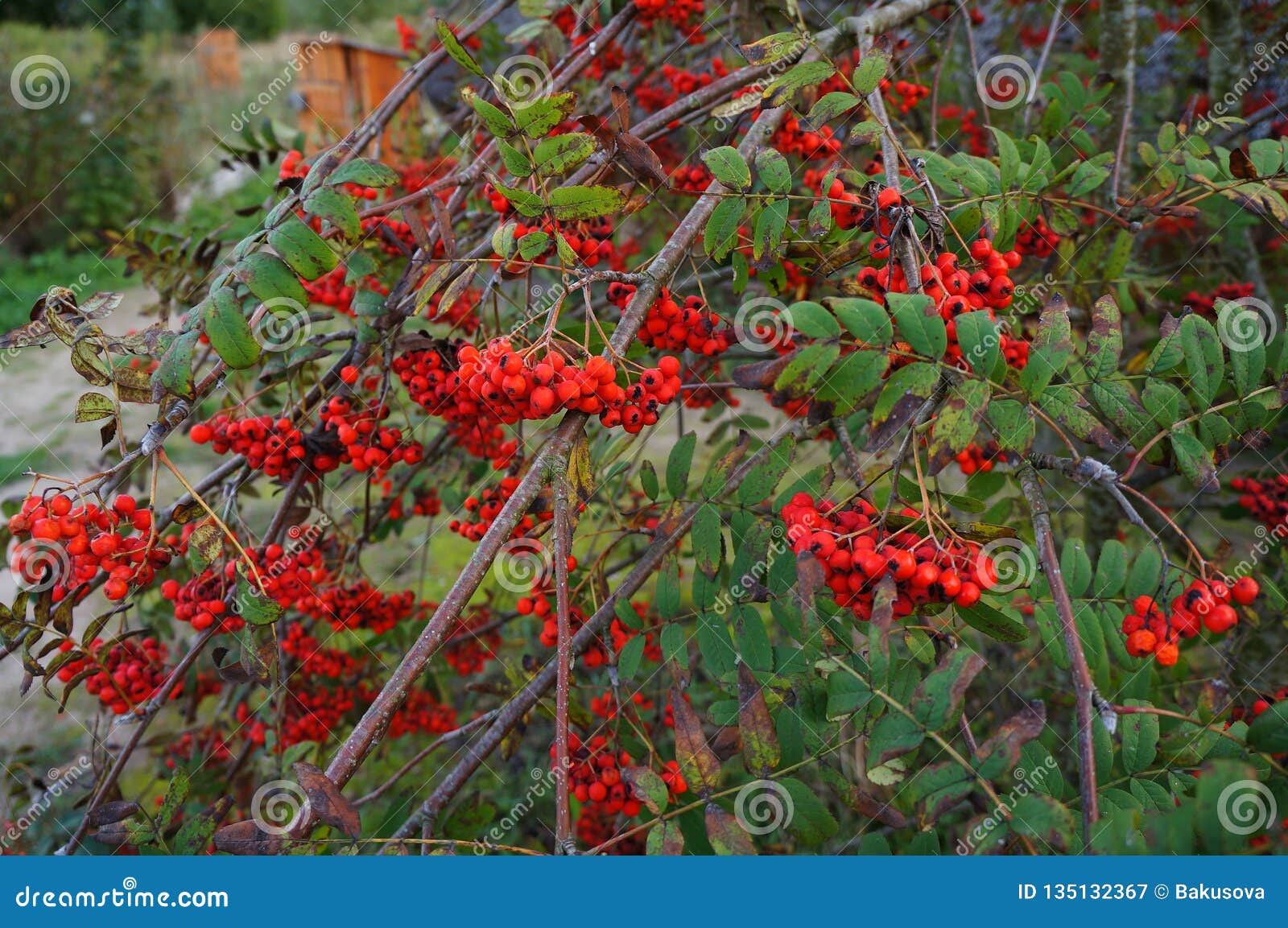 Rowan Sorbus Tree with Red Ripe Berries Stock Image - Image of bunch ... Rowan Sorbus Tree with Red Ripe Berries Stock Image - Image of bunch ...