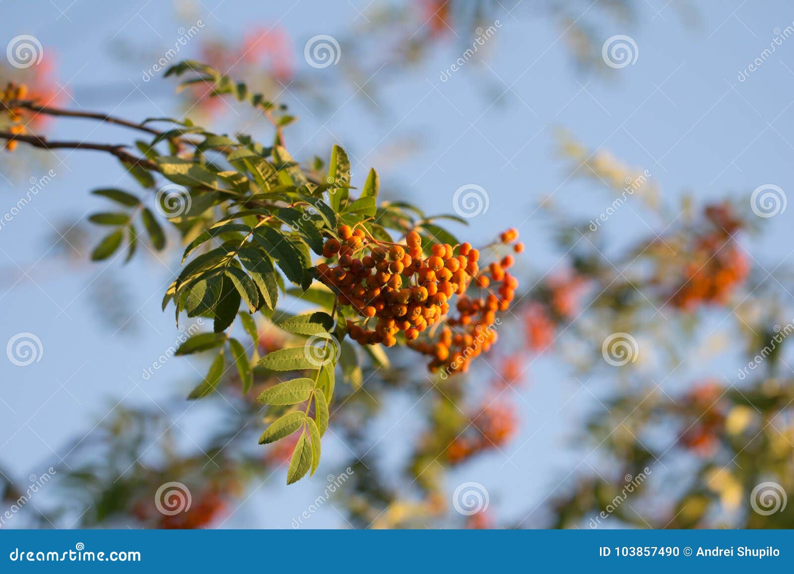 Rowan on nature stock photo. Image of plant, european - 103857490
