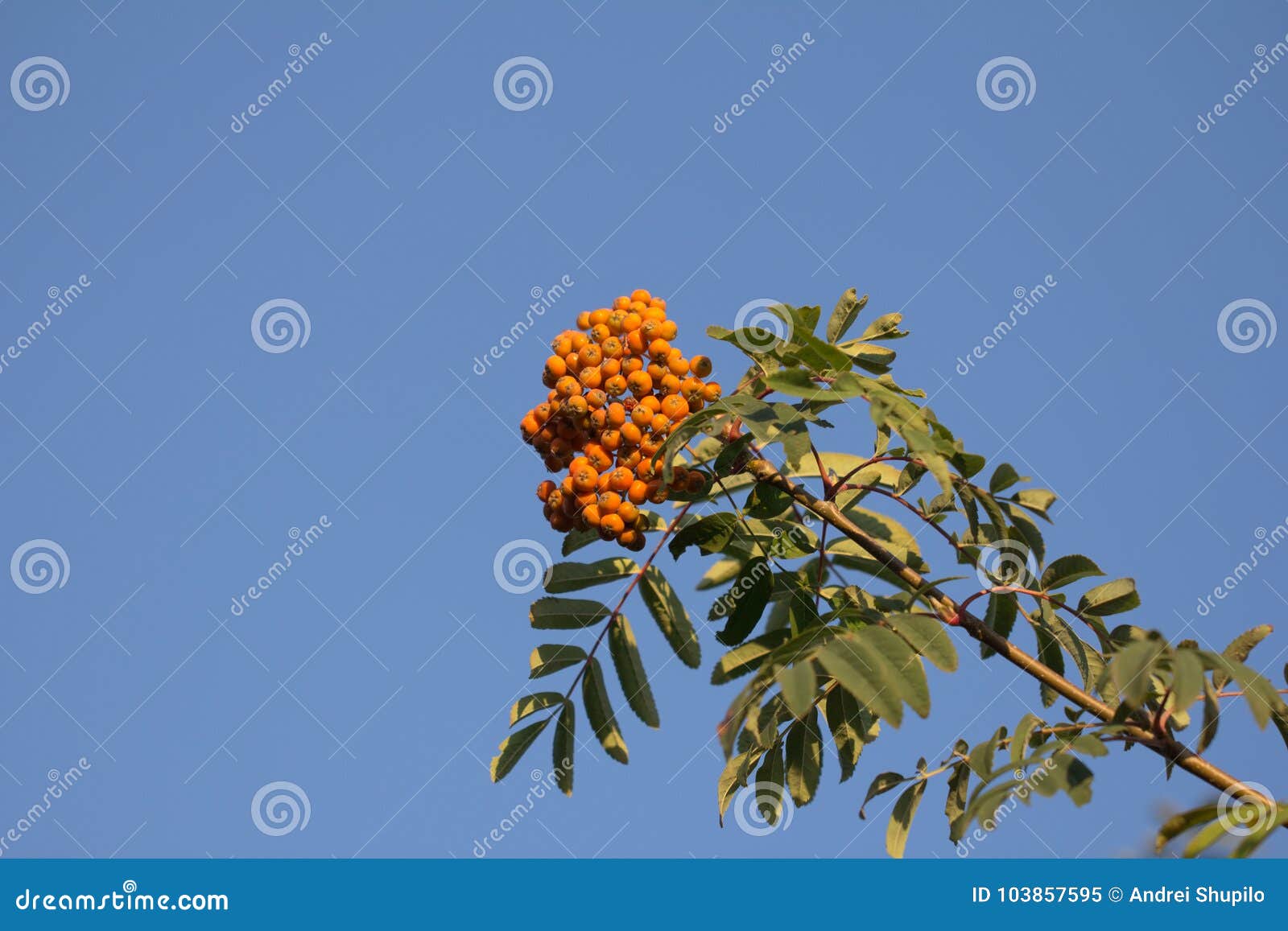 Rowan on nature stock image. Image of cluster, outdoors - 103857595