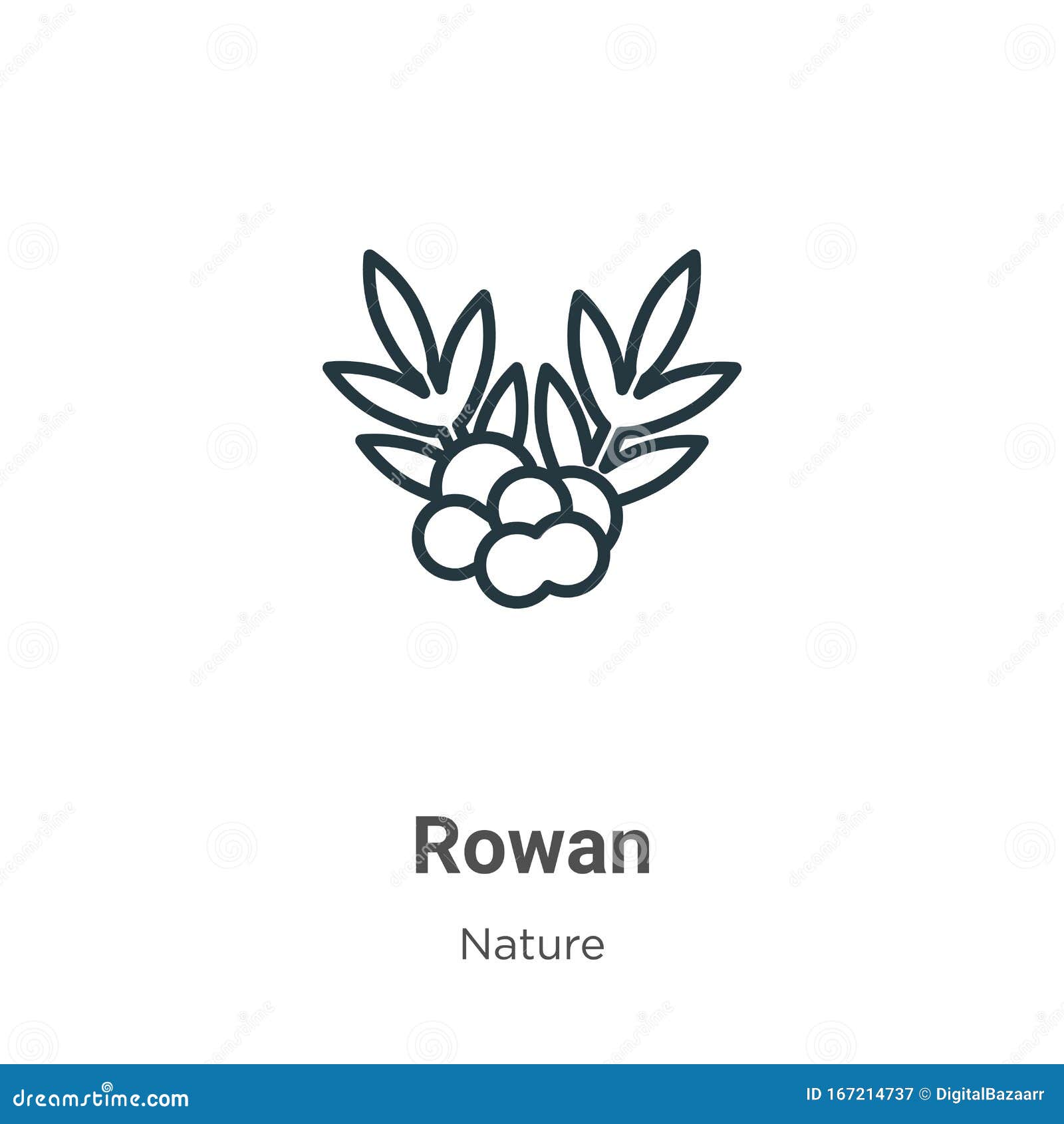 Rowan Outline Vector Icon. Thin Line Black Rowan Icon, Flat Vector ...