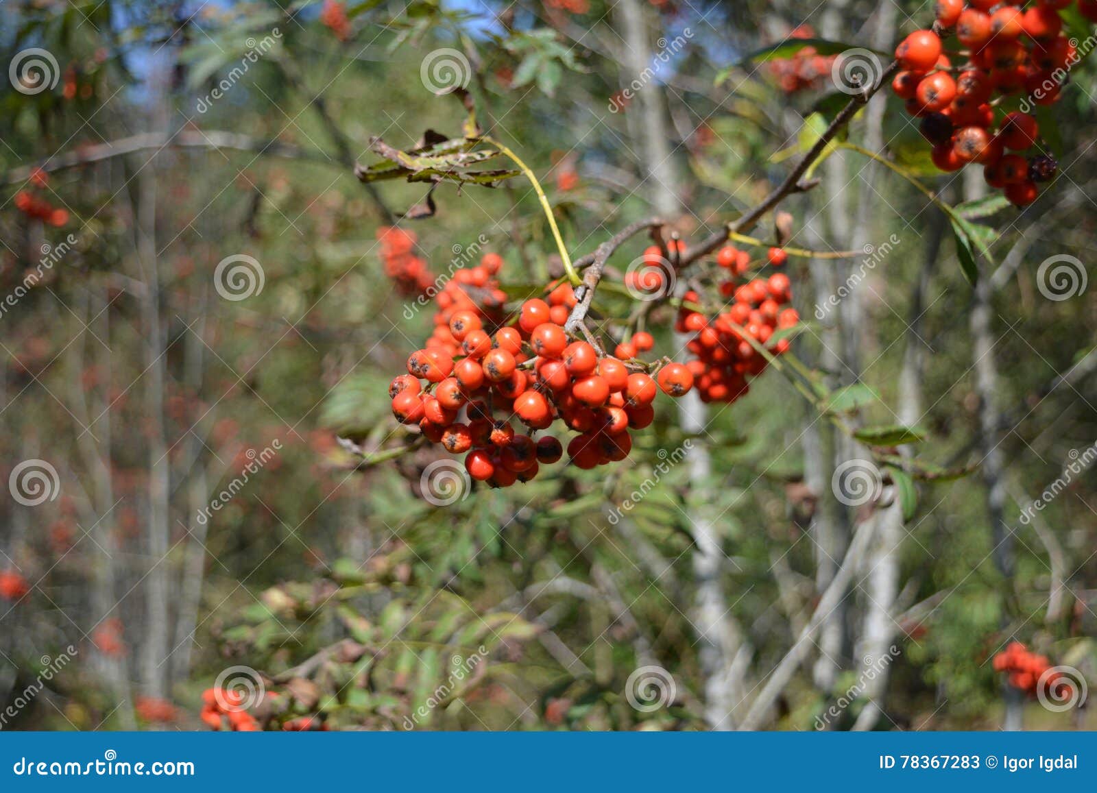 Rowan in pine forest stock image. Image of nature, berry - 78367283