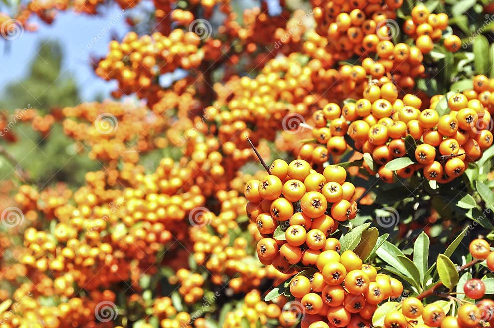 Rowan plant stock image. Image of natural, botany, autumn - 151745371