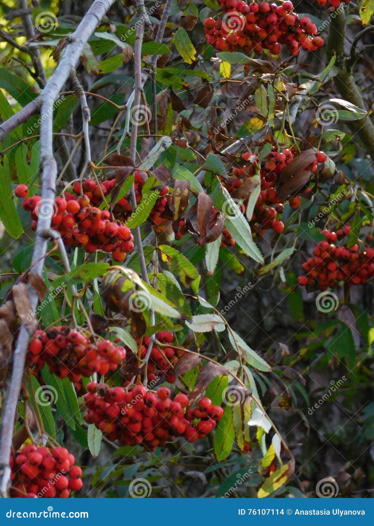Rowan stock photo. Image of wild, nature, bush, grass - 76107114