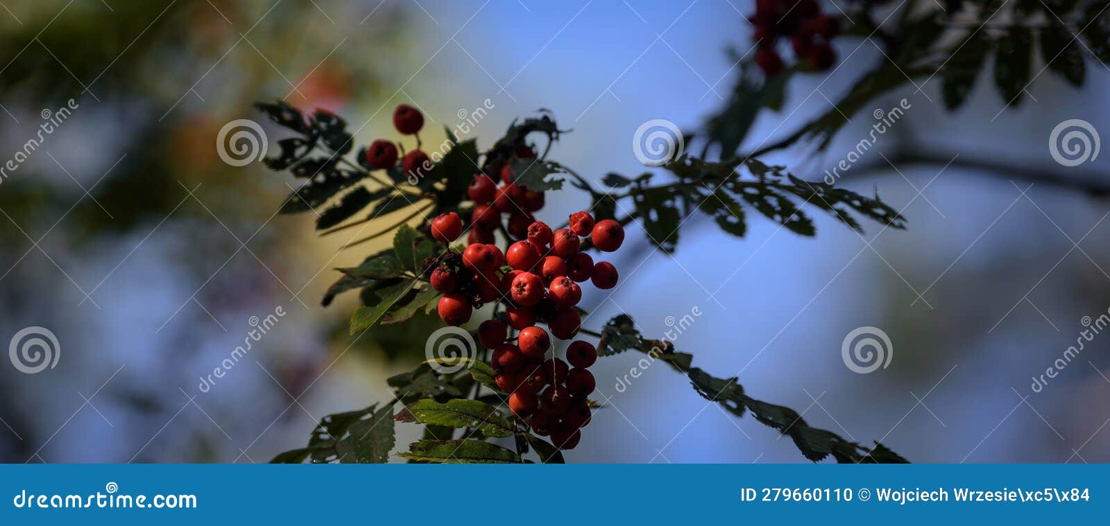 ROWAN stock photo. Image of park, berries, landscape - 279660110