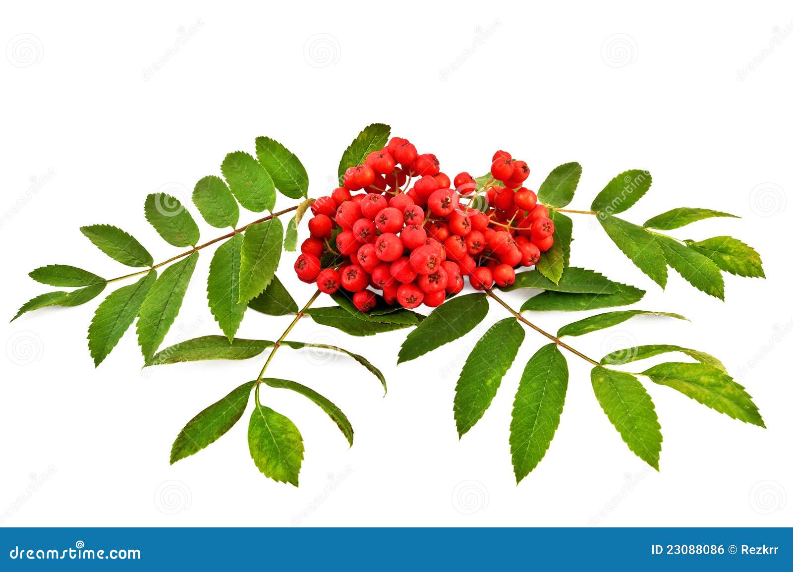 Rowan red with leaves stock photo. Image of delicious - 23088086