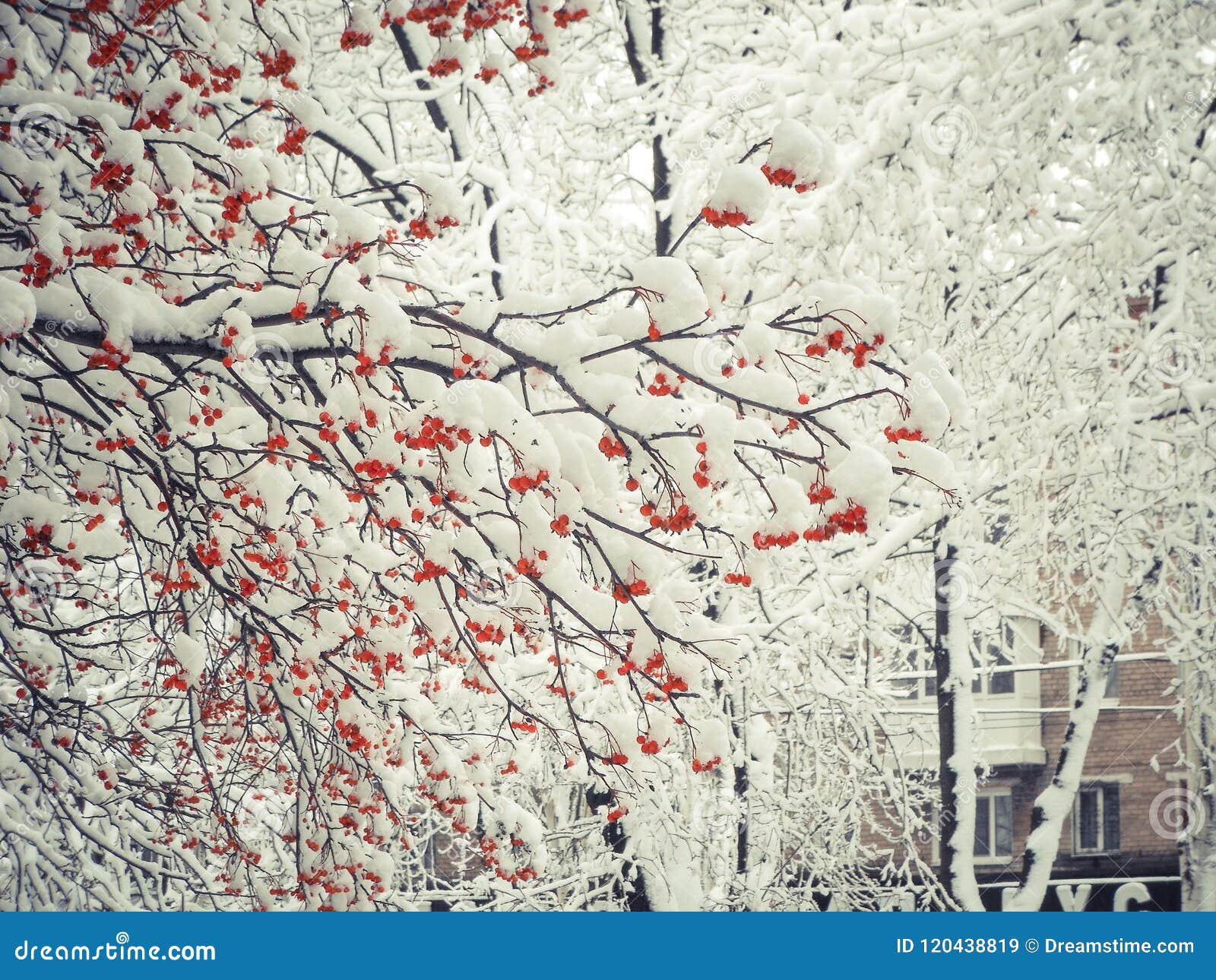 Rowan is red. stock image. Image of color, ashy, delicious - 120438819