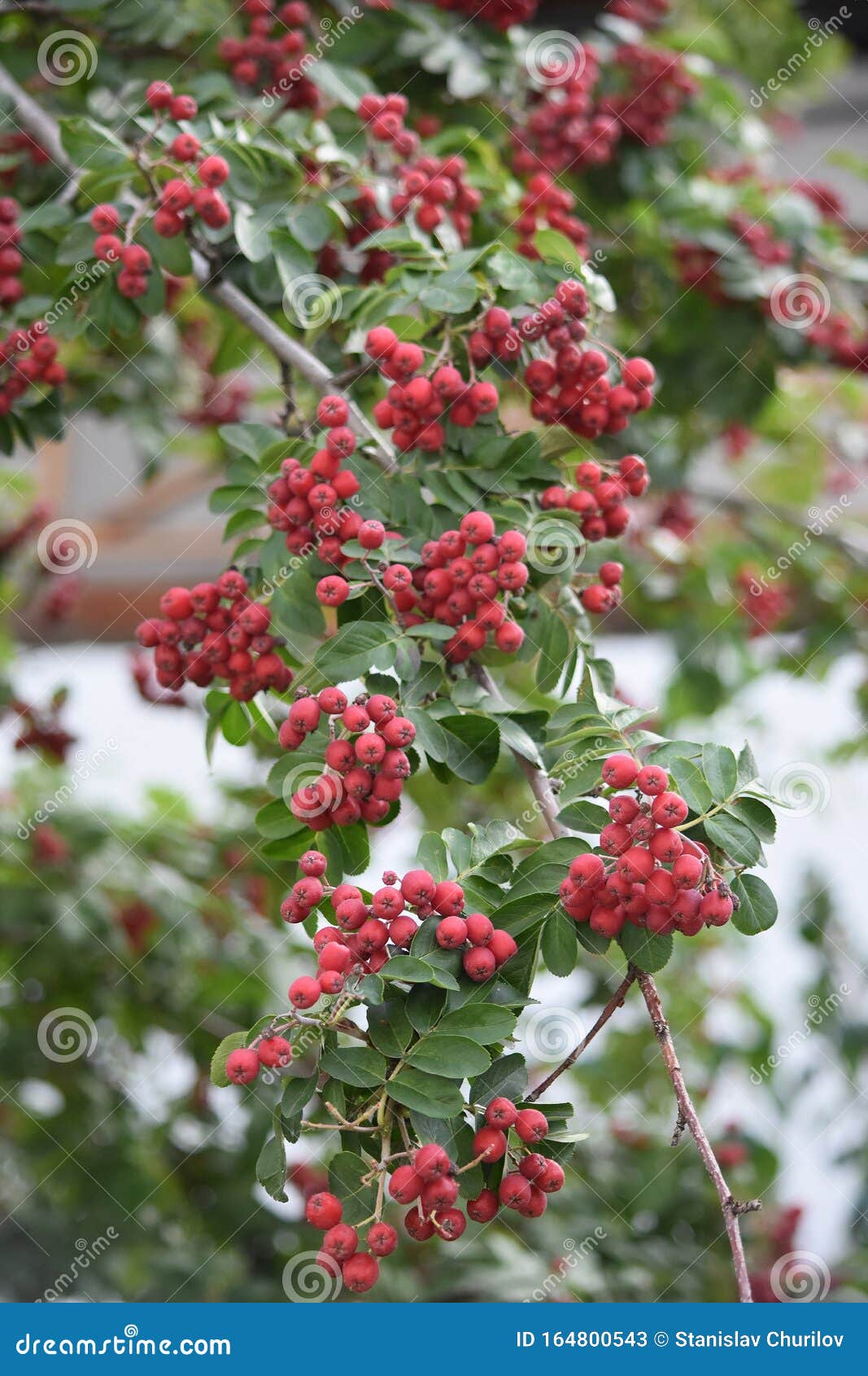 Rowan stock image. Image of flower, flora, beautiful - 164800543