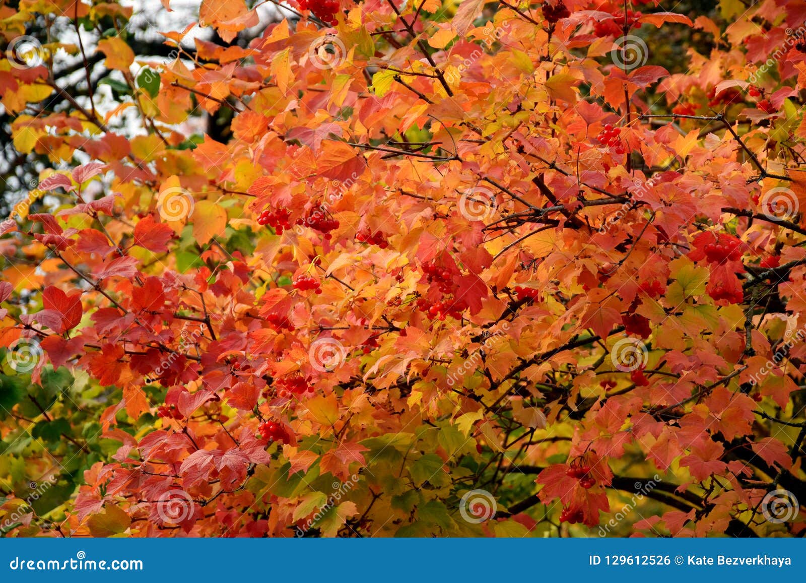 Rowan stock photo. Image of branch, nature, tree, plant - 129612526