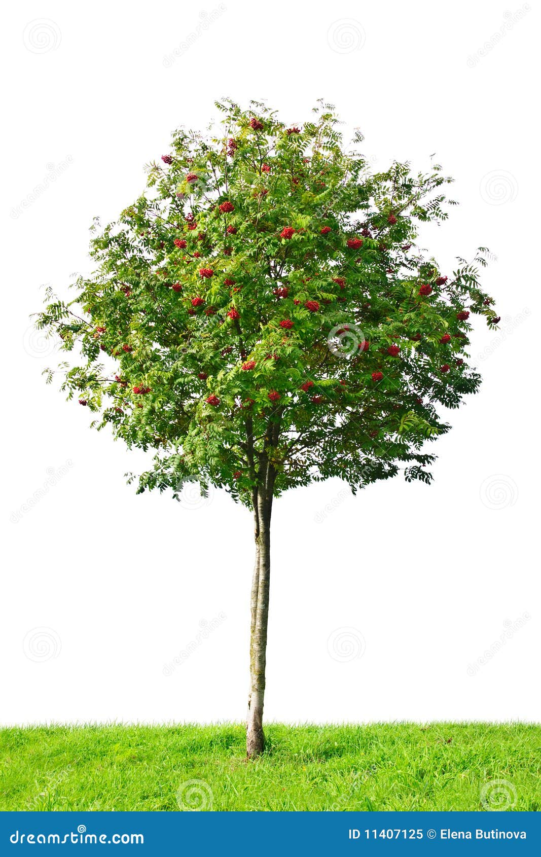Rowan tree stock image. Image of object, plant, solitary - 11407125