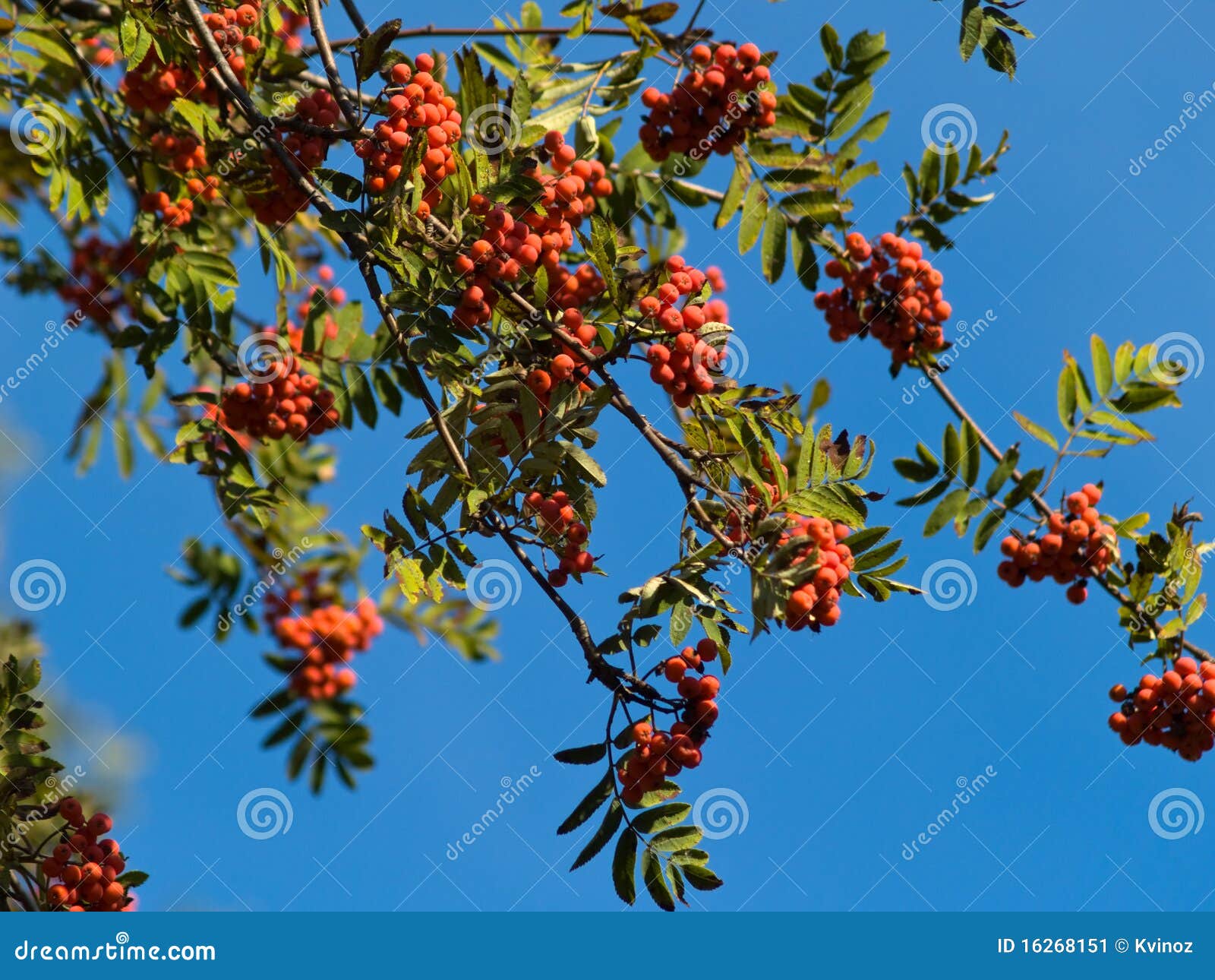 Rowan tree stock image. Image of orange, nature, tree - 16268151