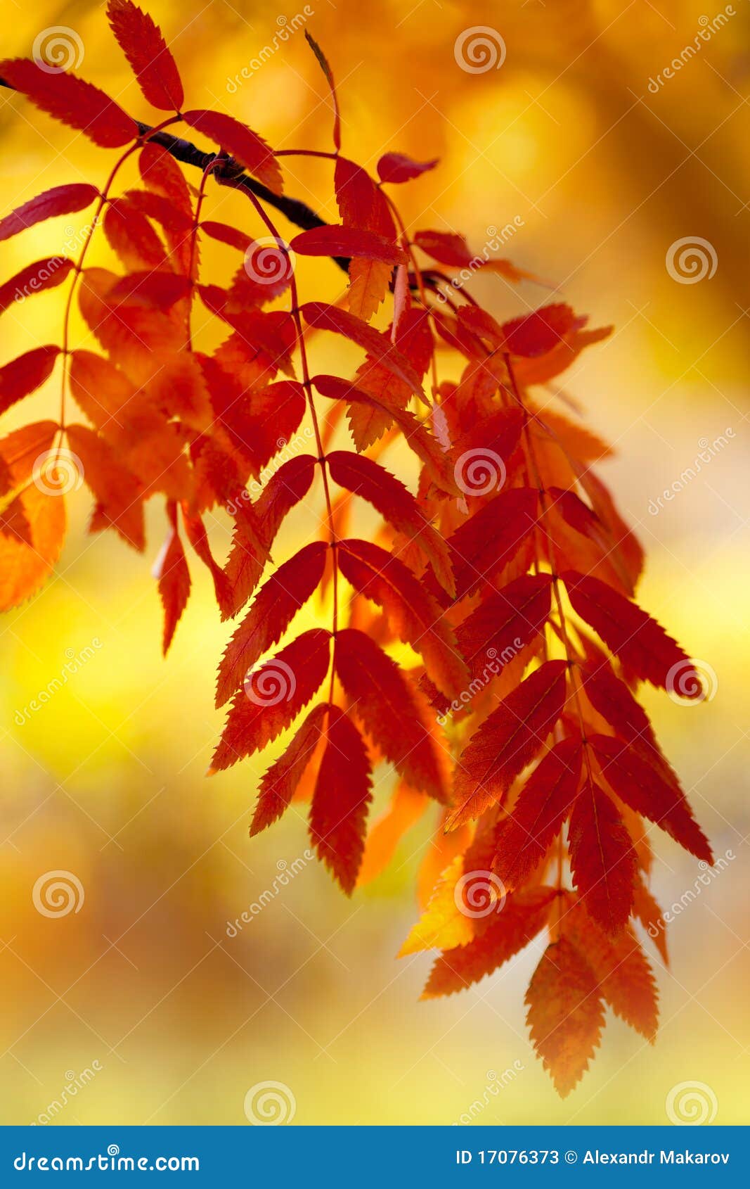 Rowan tree stock image. Image of background, scenery - 17076373